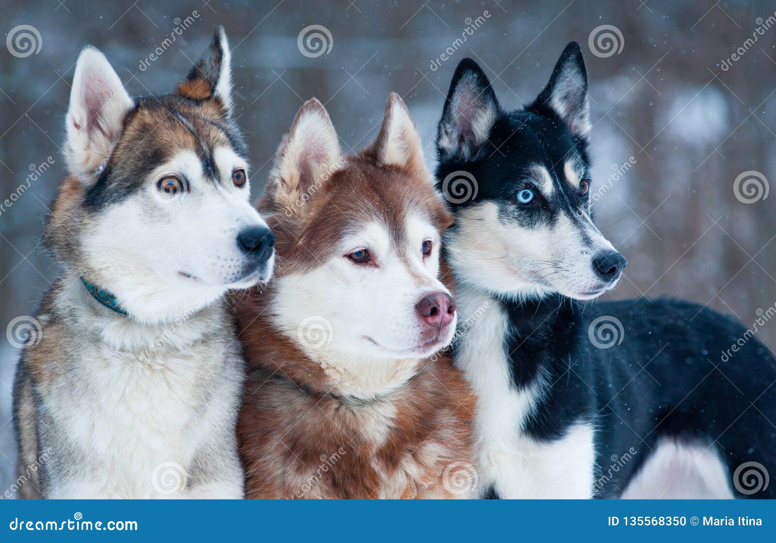 Tres perros hermosos foto de archivo. Imagen de grupo - 135568350
