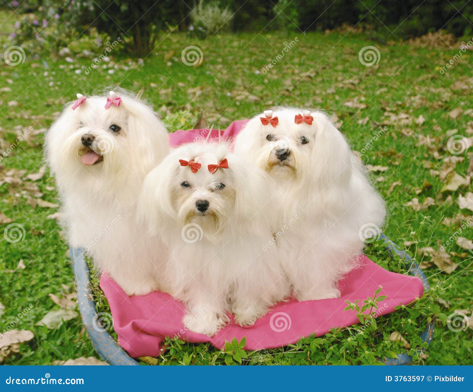 Tres perros malteses imagen de archivo. Imagen de sentada - 3763597