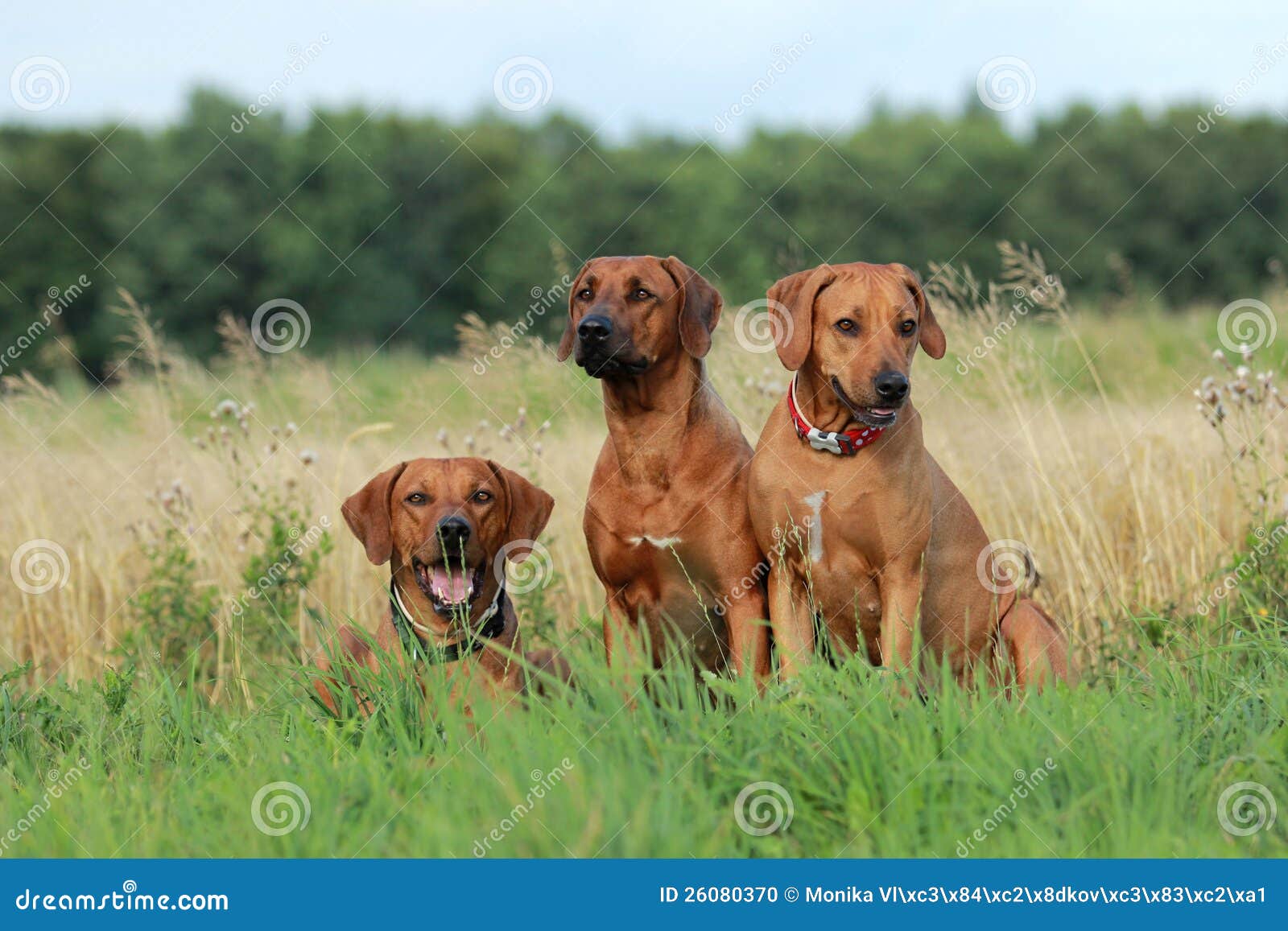 Tres Perros Rhodesian Del Ridgeback Foto de archivo - Imagen de perro ...