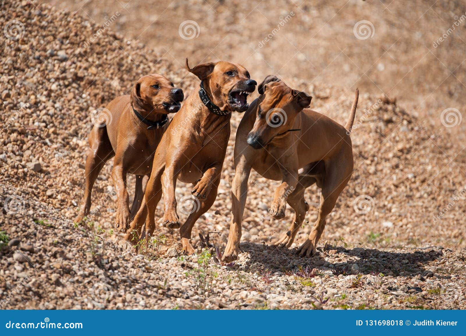 Tres Perros Rodesian De Funcionamiento Del Ridgeback Foto de archivo ...