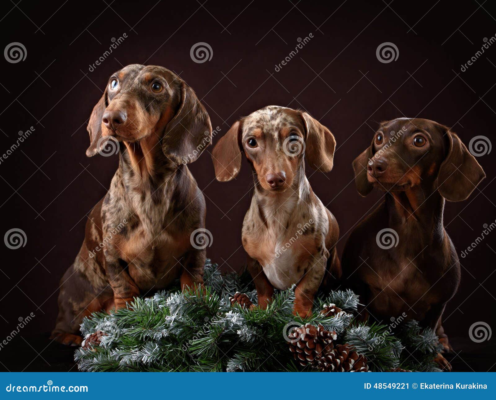 Tres perros y rama spruce imagen de archivo. Imagen de perro - 48549221