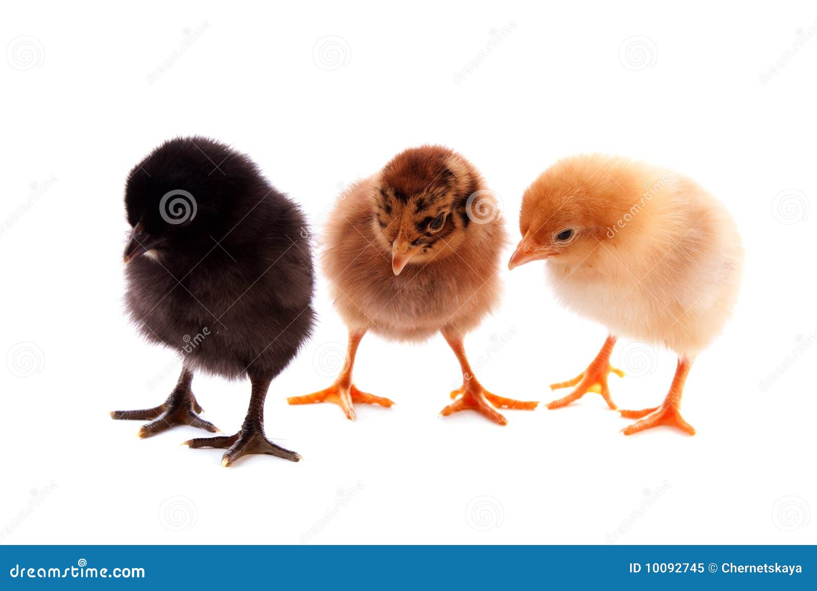 Tres pollos imagen de archivo. Imagen de blanco, negro - 10092745