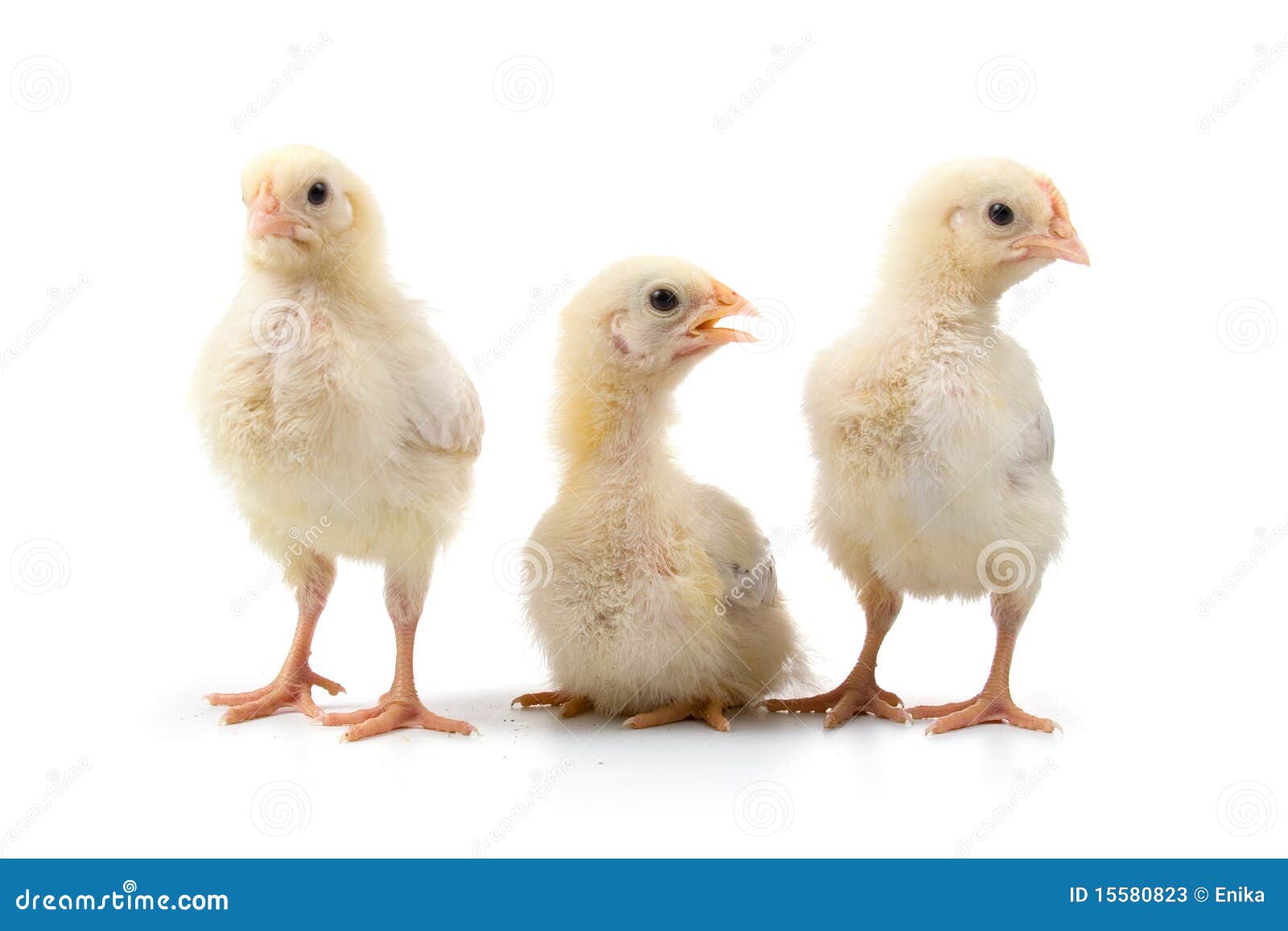 Tres pollos imagen de archivo. Imagen de primavera, fondo - 15580823