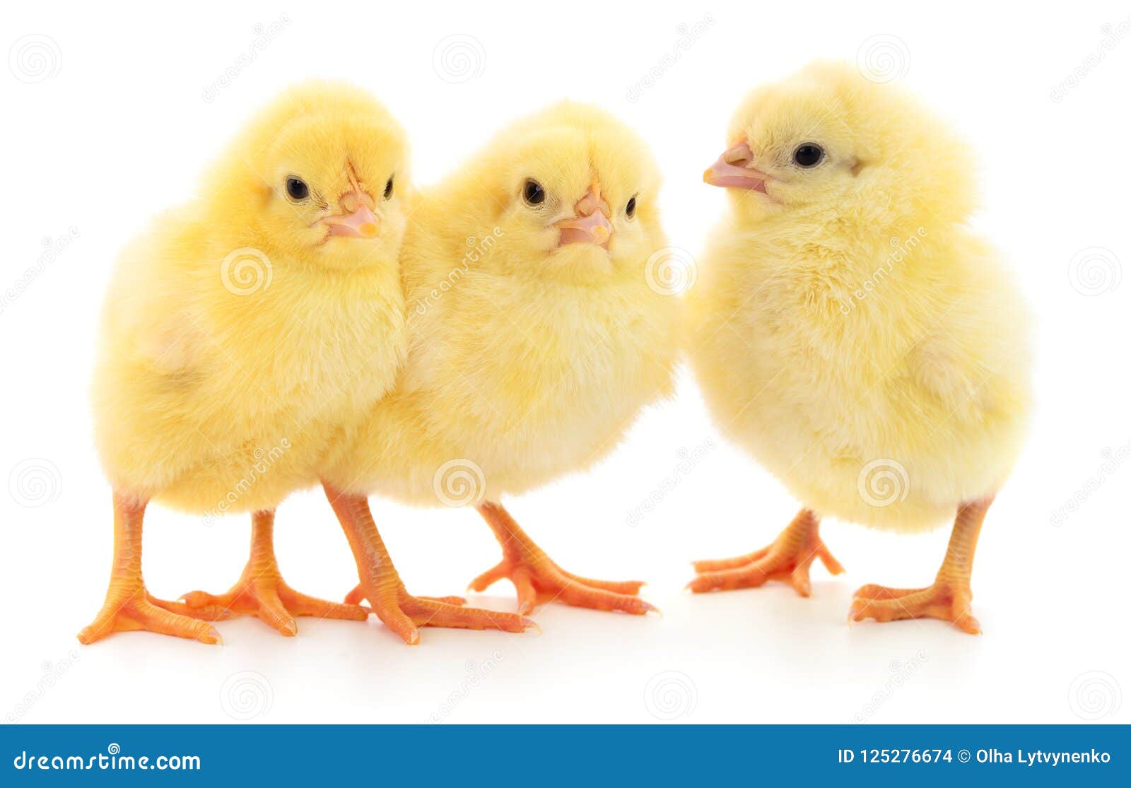 Tres pollos amarillos foto de archivo. Imagen de tiro - 125276674