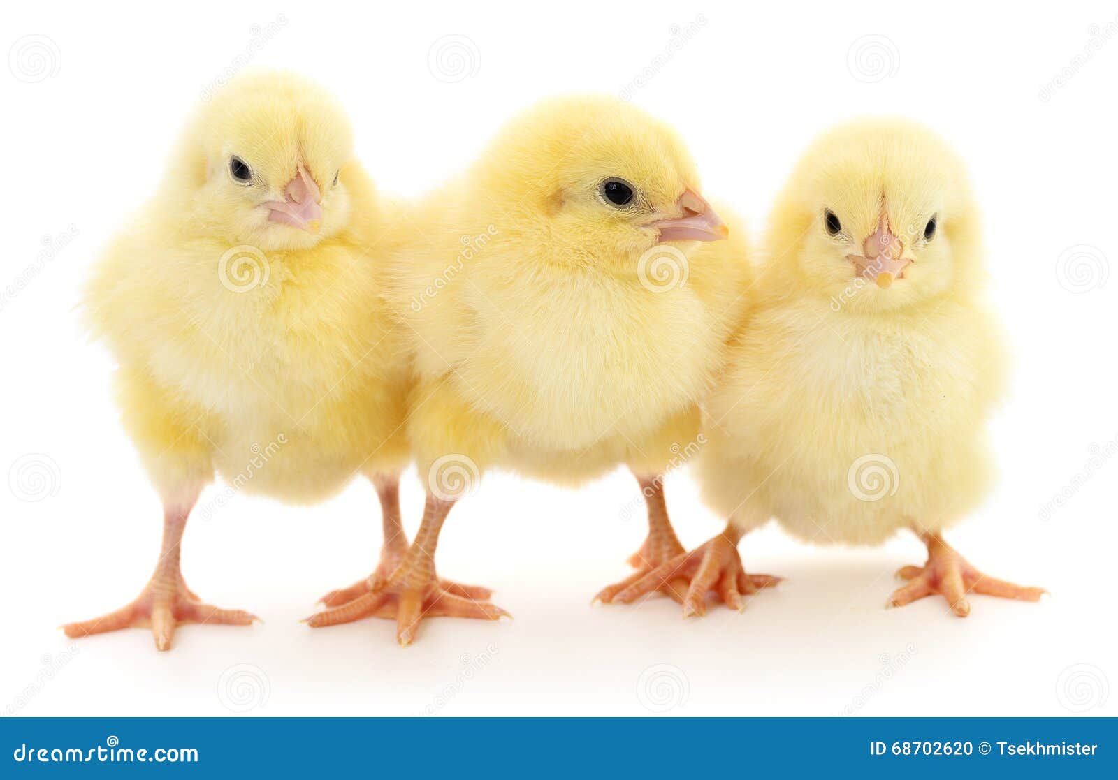Tres pollos amarillos foto de archivo. Imagen de poultry - 68702620