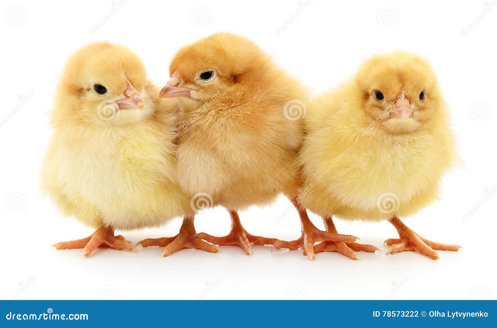 Tres pollos amarillos foto de archivo. Imagen de tres - 78573222