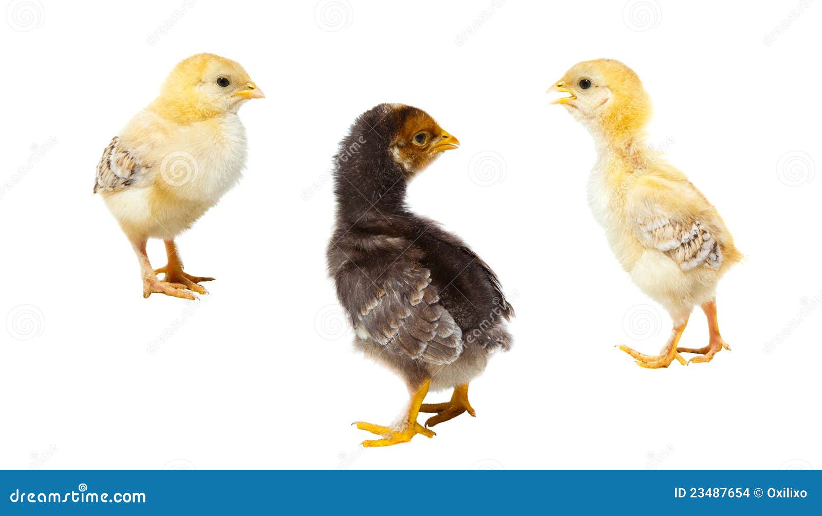 Tres Pollos De Pascua En Blanco Aislado Foto de archivo - Imagen de ...