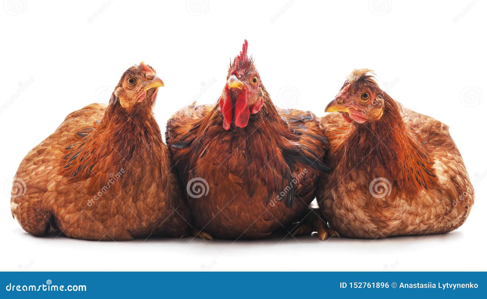 Tres pollos marrones foto de archivo. Imagen de granja - 152761896