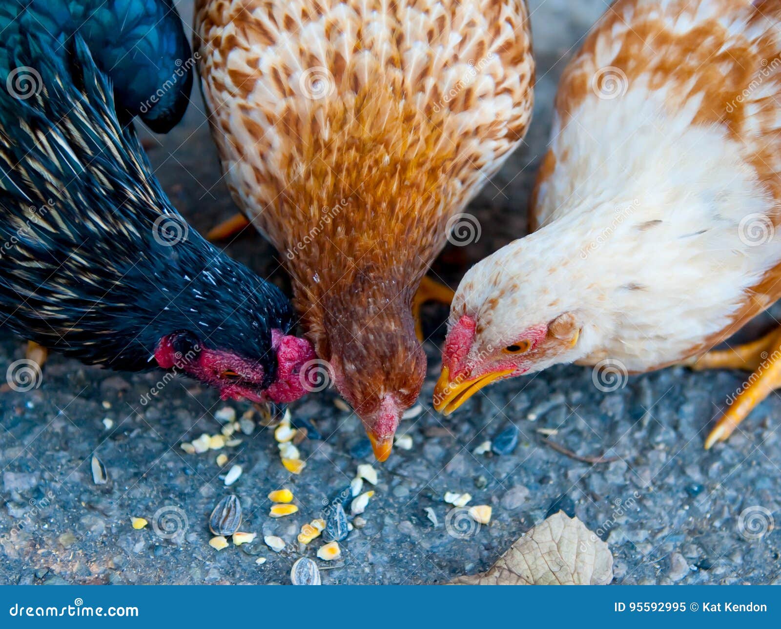 Tres Pollos Que Comen Maíz En El Pavimento Imagen de archivo - Imagen ...