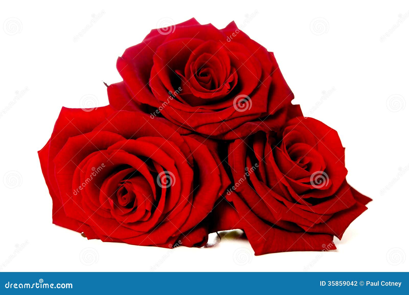 Tres Rosas Rojas Aisladas En Blanco Foto de archivo - Imagen de fondo ...