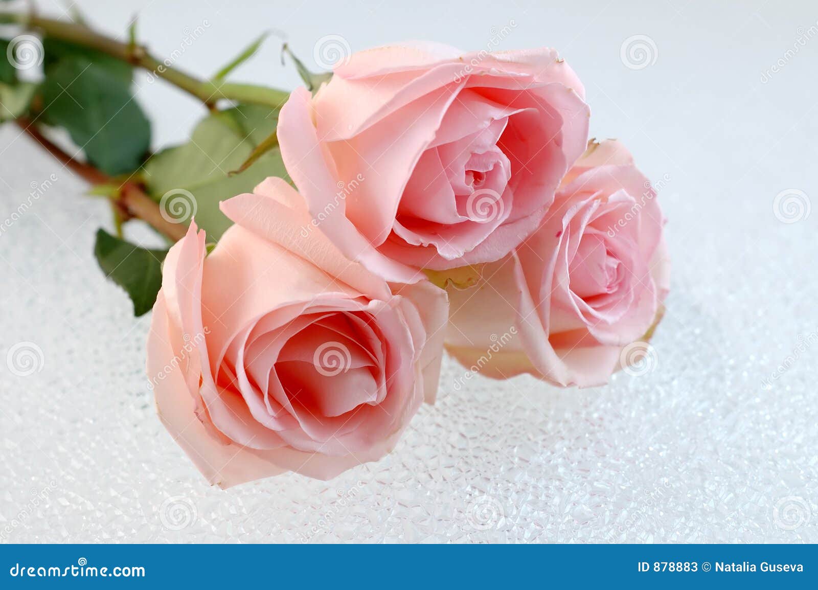 Tres rosas rosadas imagen de archivo. Imagen de nupcial - 878883