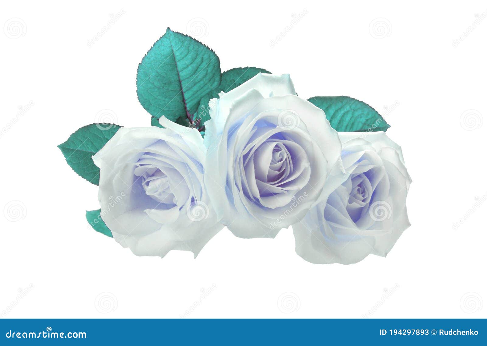 Tres Rosas Turquesas Aisladas En Blanco Imagen de archivo - Imagen de ...