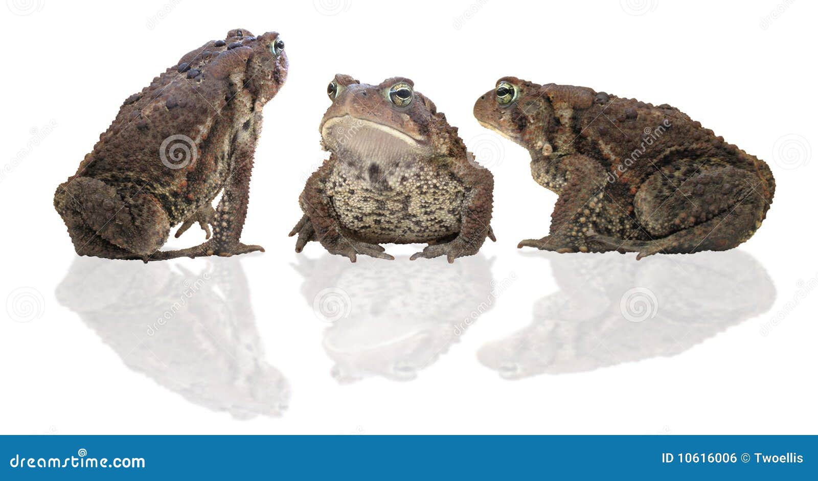 Tres Sapos Fotos de stock - Fotos libres de regalías de Dreamstime