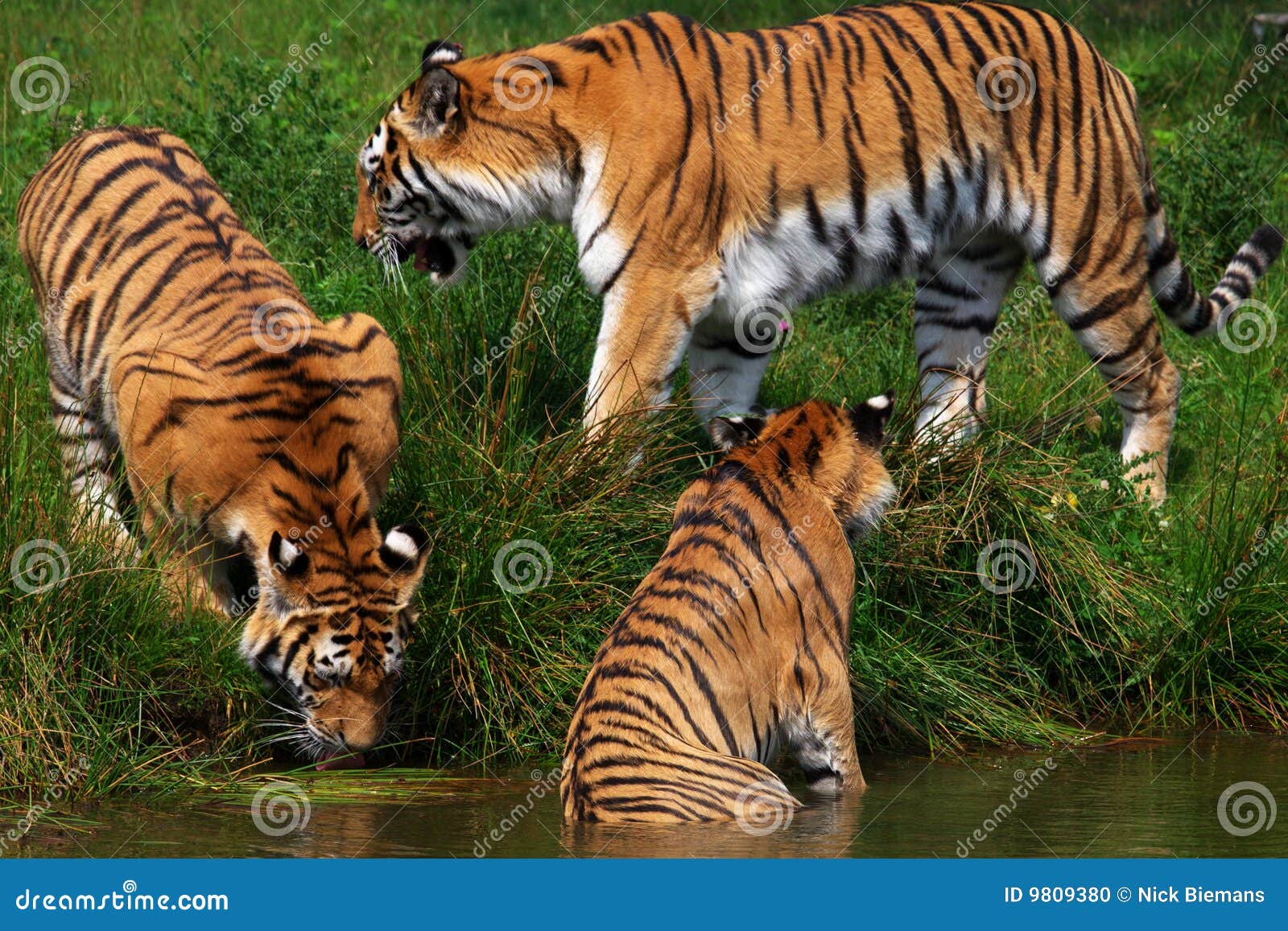 Tres tigres siberianos foto de archivo. Imagen de fauna - 9809380