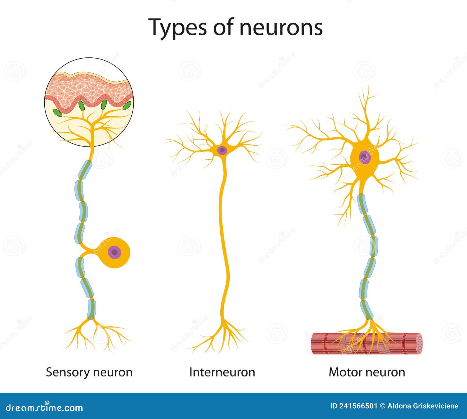 Tres Tipos Principales De Neuronas Interneurona Sensorial Y Motor Stock De Ilustración