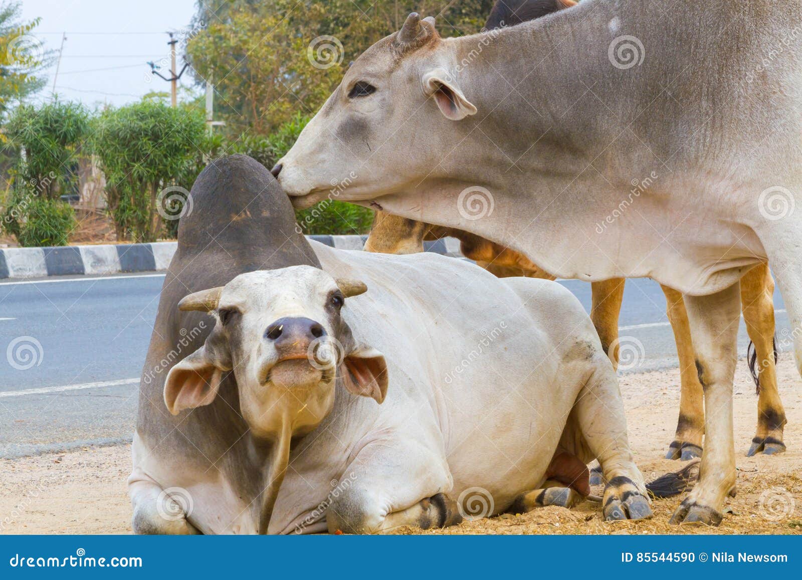 Tres toros foto de archivo. Imagen de asia, animal, turismo - 85544590