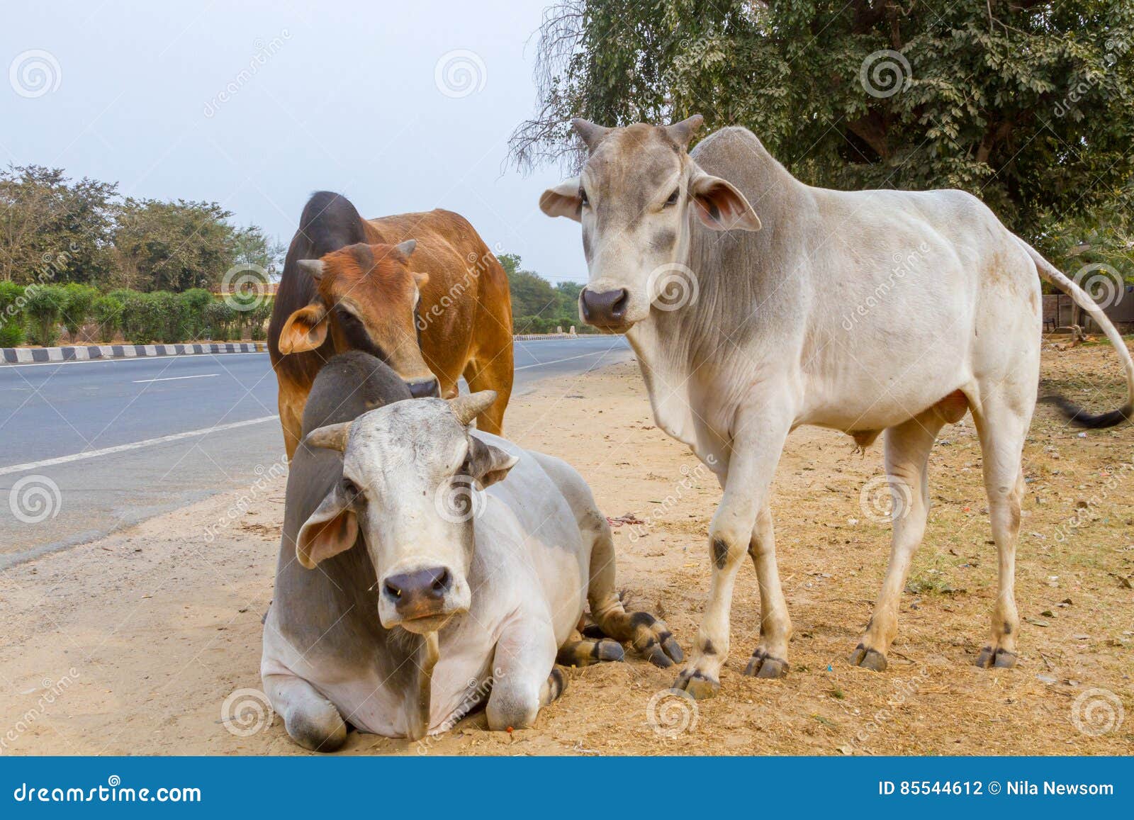 Tres toros foto de archivo. Imagen de ganados, indio - 85544612