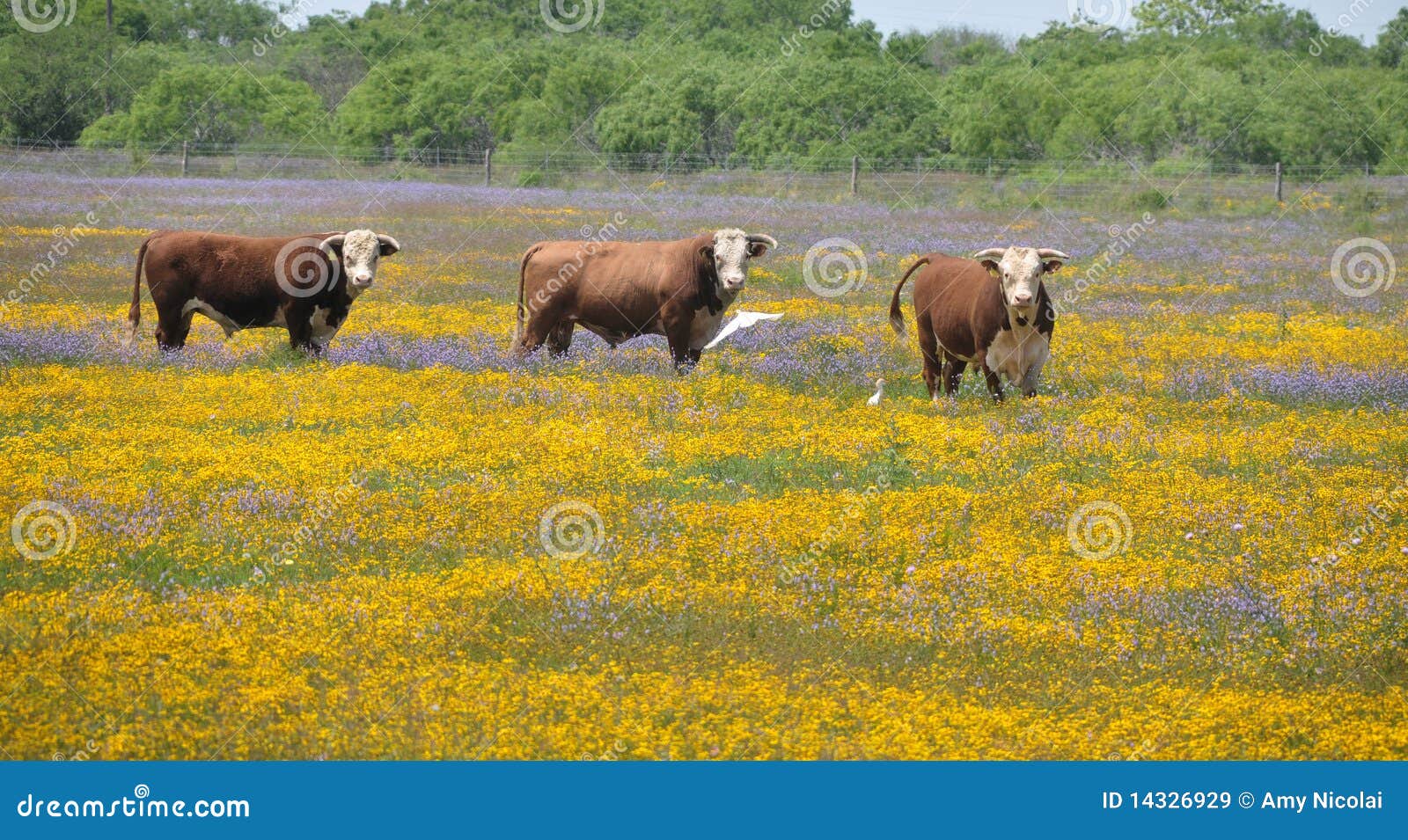 Tres Toros En Un Campo De Flores Imagen de archivo - Imagen de heredero ...