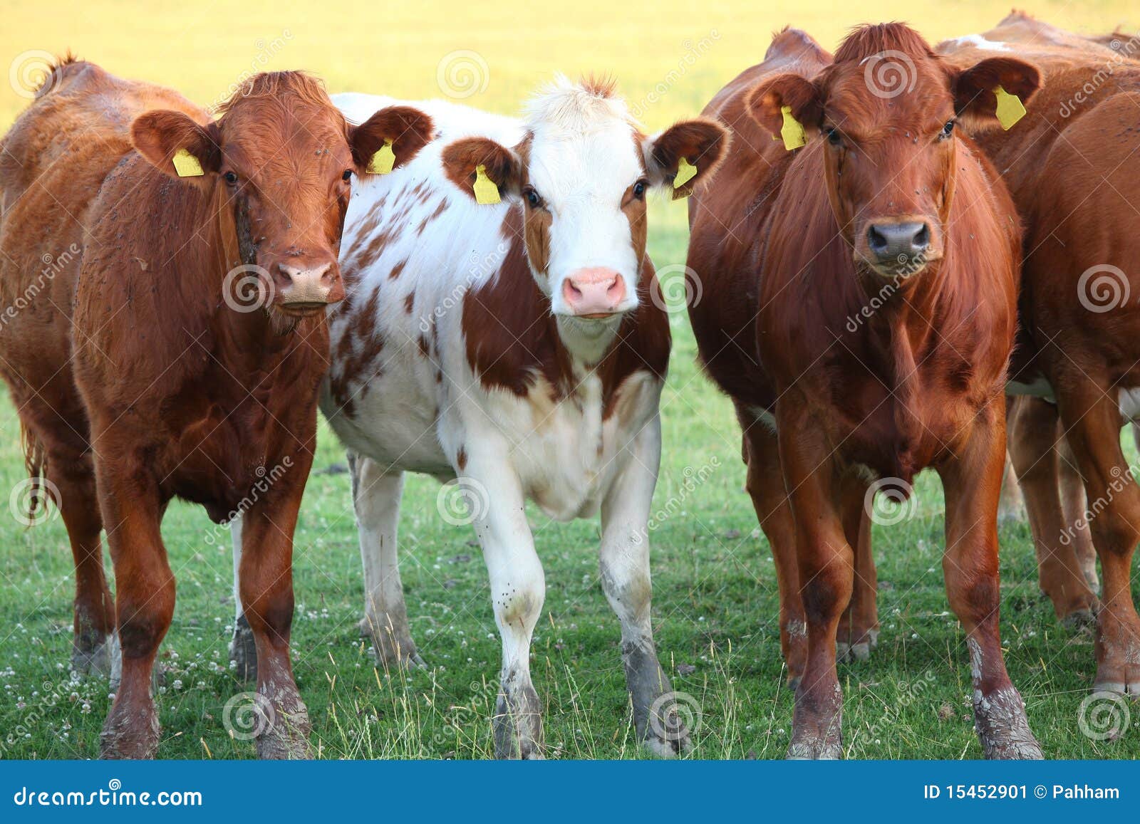 Tres vacas imagen de archivo. Imagen de granja, blanco - 15452901