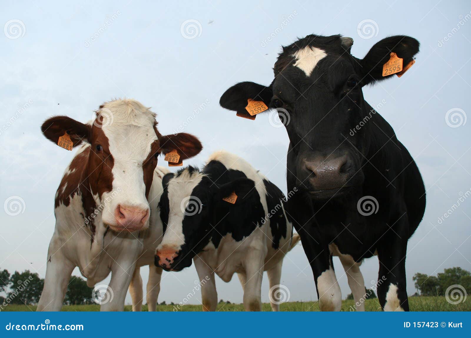 Tres vacas imagen de archivo. Imagen de curioso, investigue - 157423