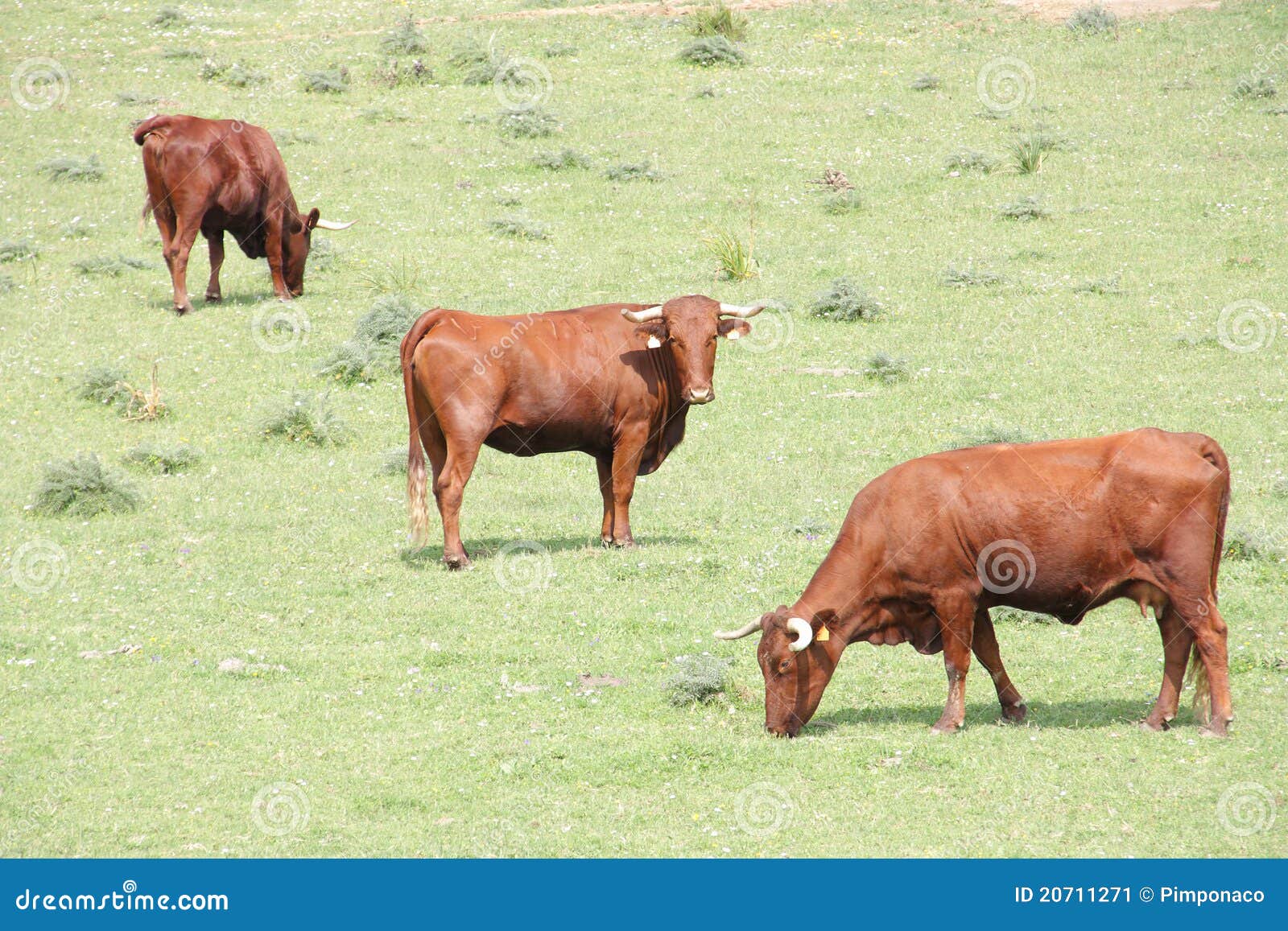 Tres vacas imagen de archivo. Imagen de cobarde, carne - 20711271