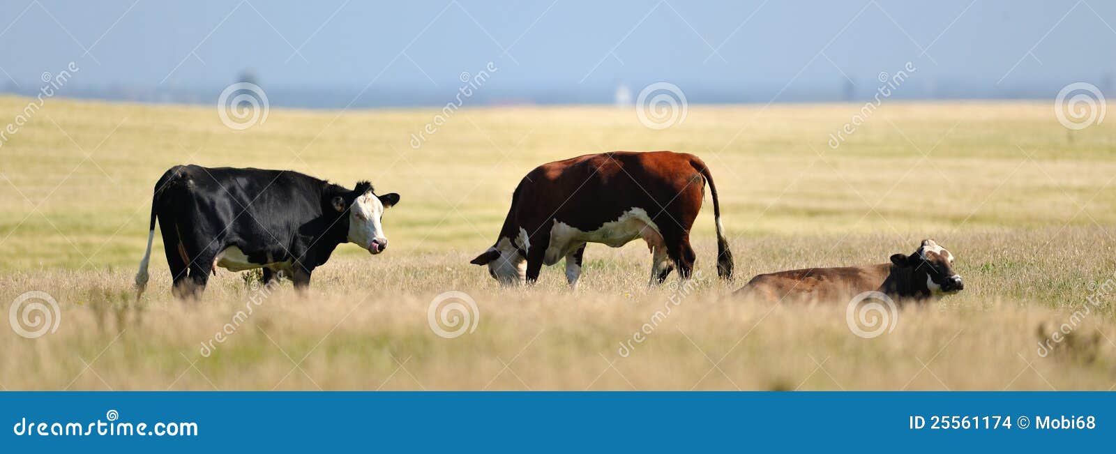 Tres vacas foto de archivo. Imagen de hierba, ganados - 25561174