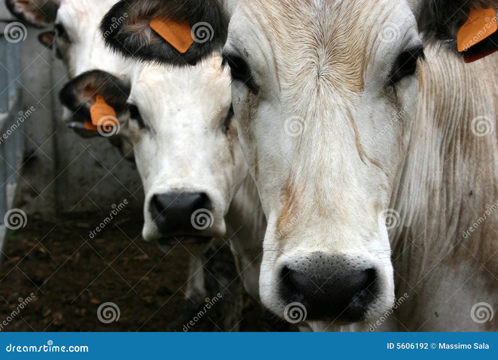 Tres vacas foto de archivo. Imagen de curioso, italia - 5606192