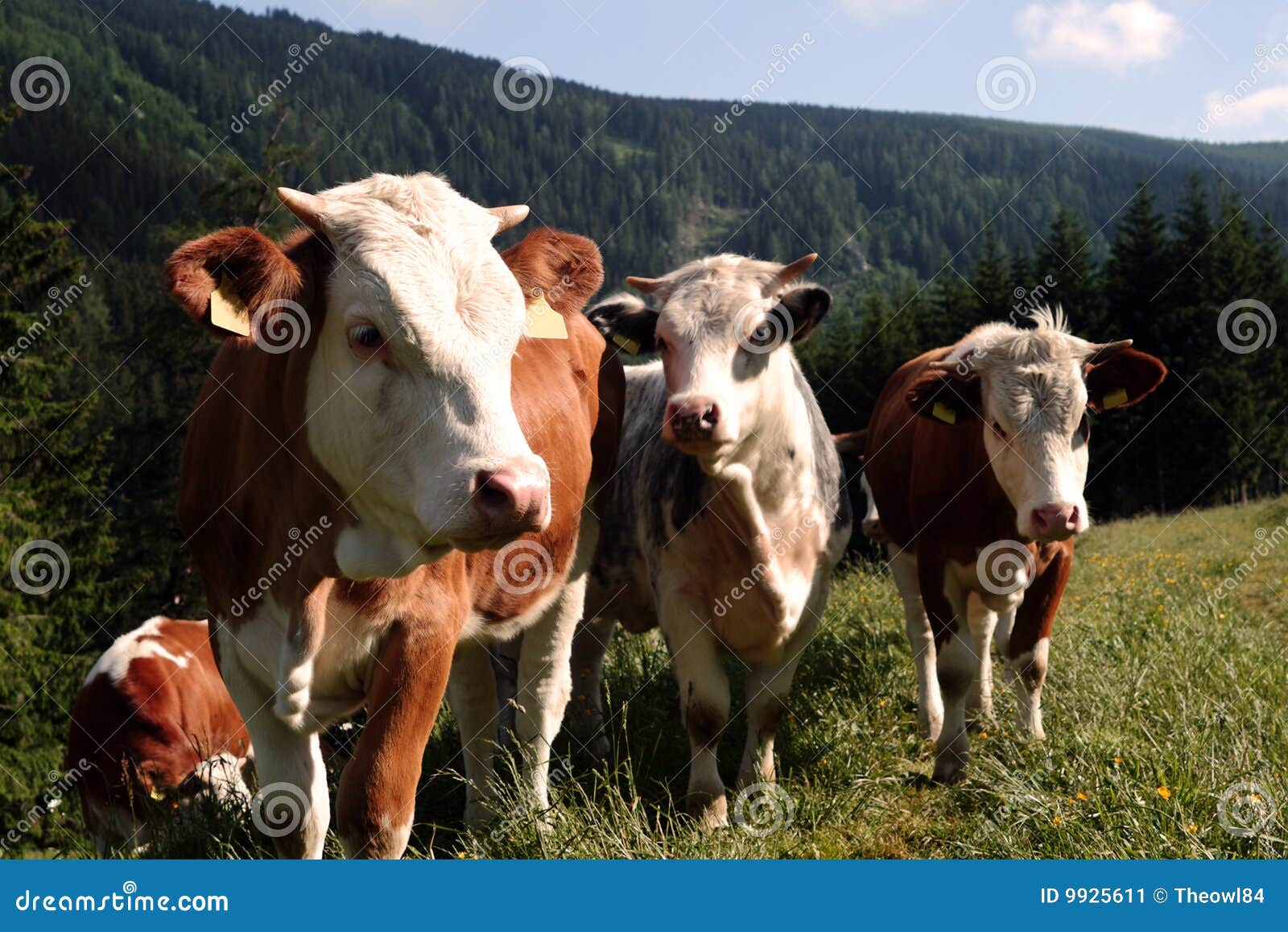 Tres vacas imagen de archivo. Imagen de hierba, mirando - 9925611