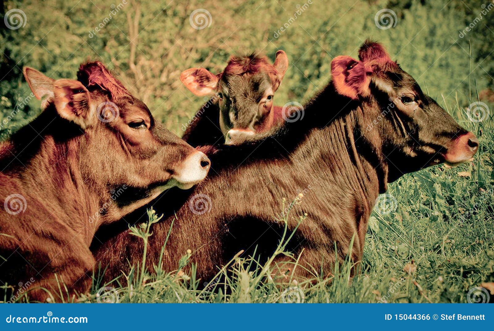 Tres vacas de Brown foto de archivo. Imagen de vaca, siéntese - 15044366