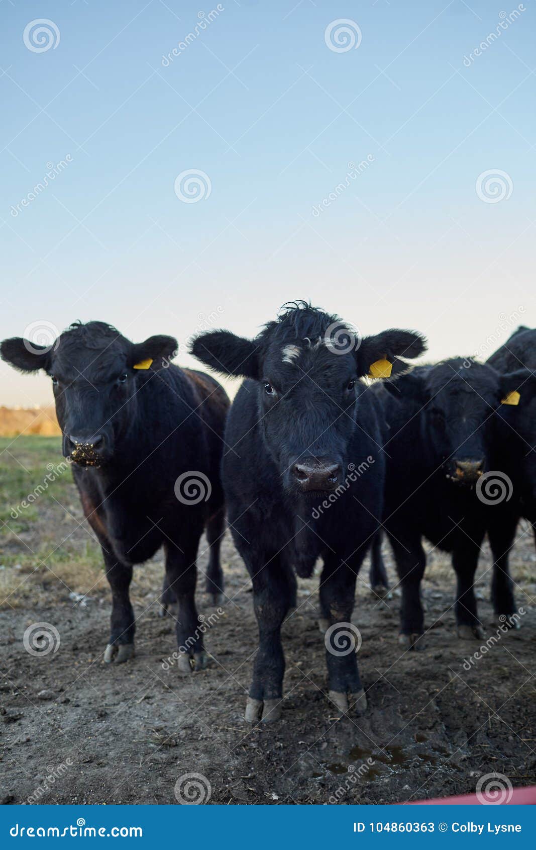 Tres Vacas De Ganado Negras Curiosas Imagen de archivo - Imagen de ...