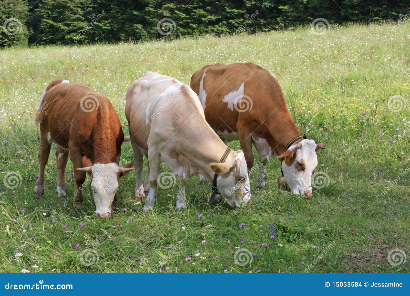 Tres vacas de pasto foto de archivo. Imagen de animal - 15033584