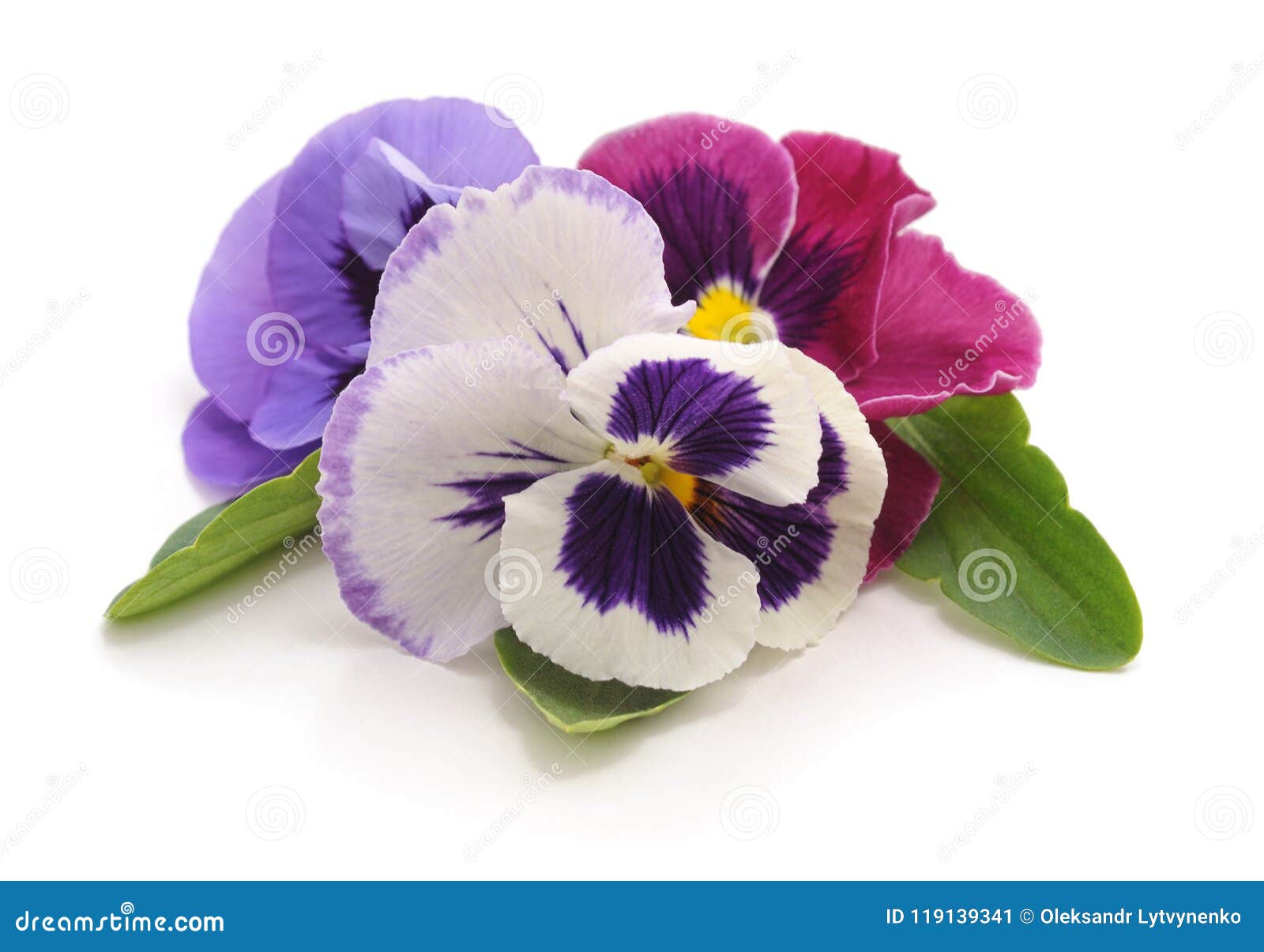 Tres violetas azules imagen de archivo. Imagen de brillante - 119139341