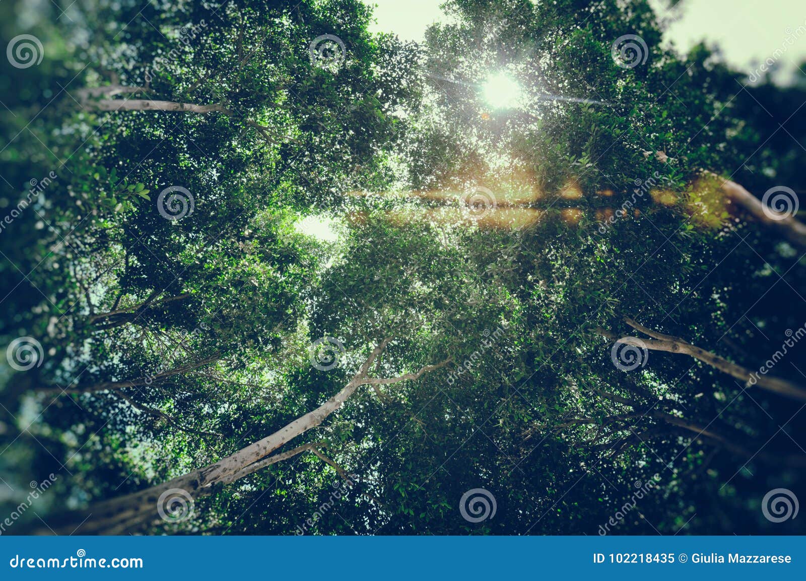 Tress imagen de archivo. Imagen de excursiones, paisaje - 102218435