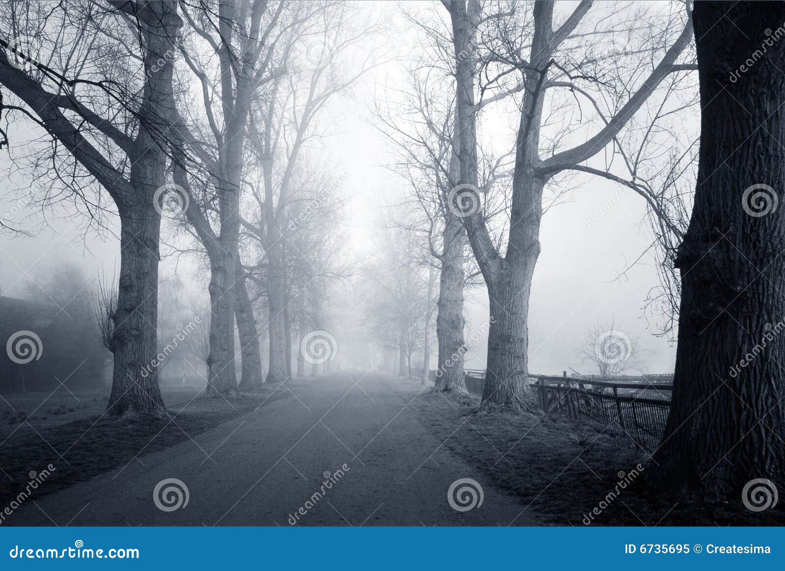 Tress stock image. Image of path, forest, nature, cold - 6735695
