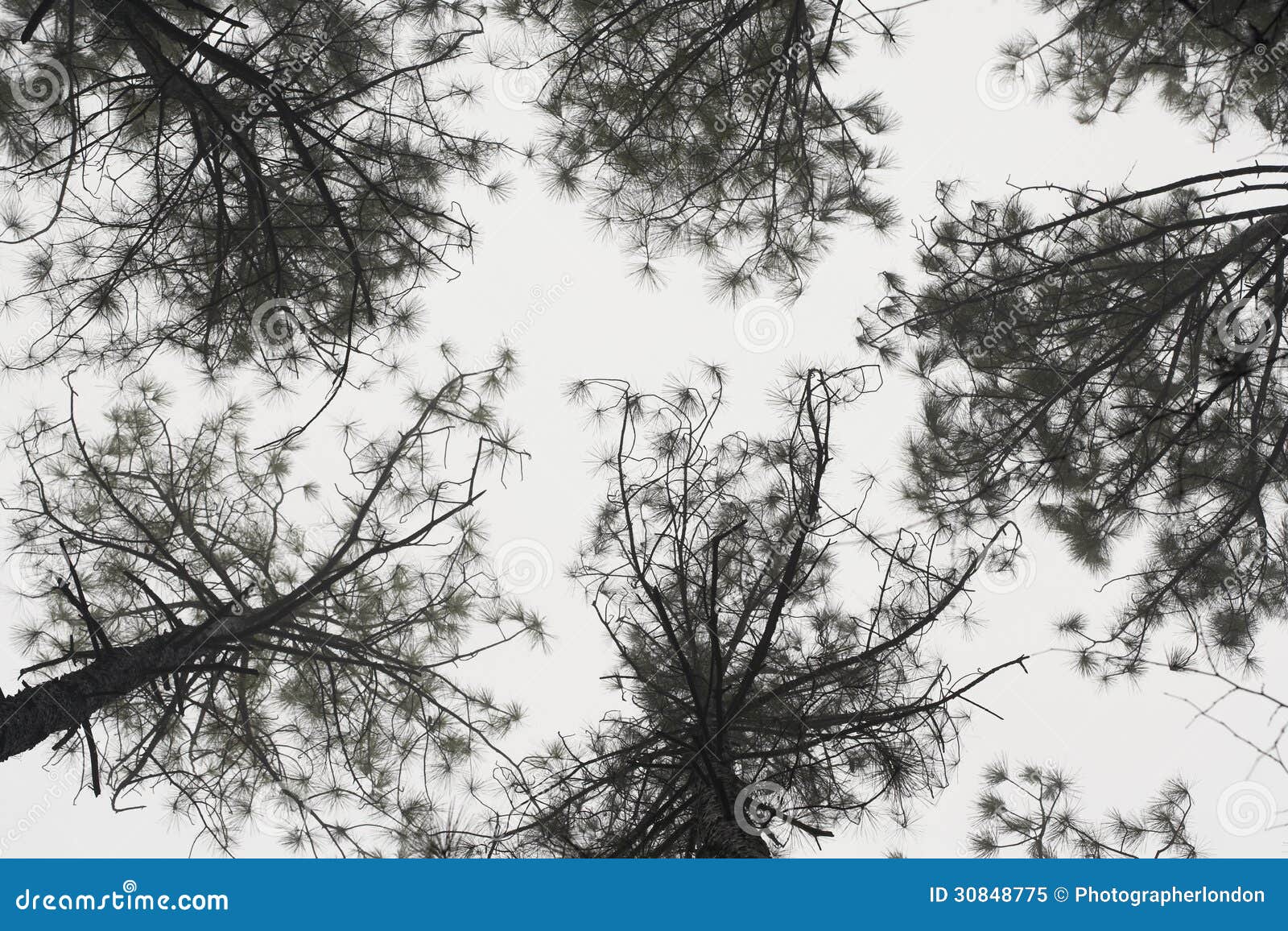 Tress Against Sky View from Below Stock Image - Image of trees, view ...
