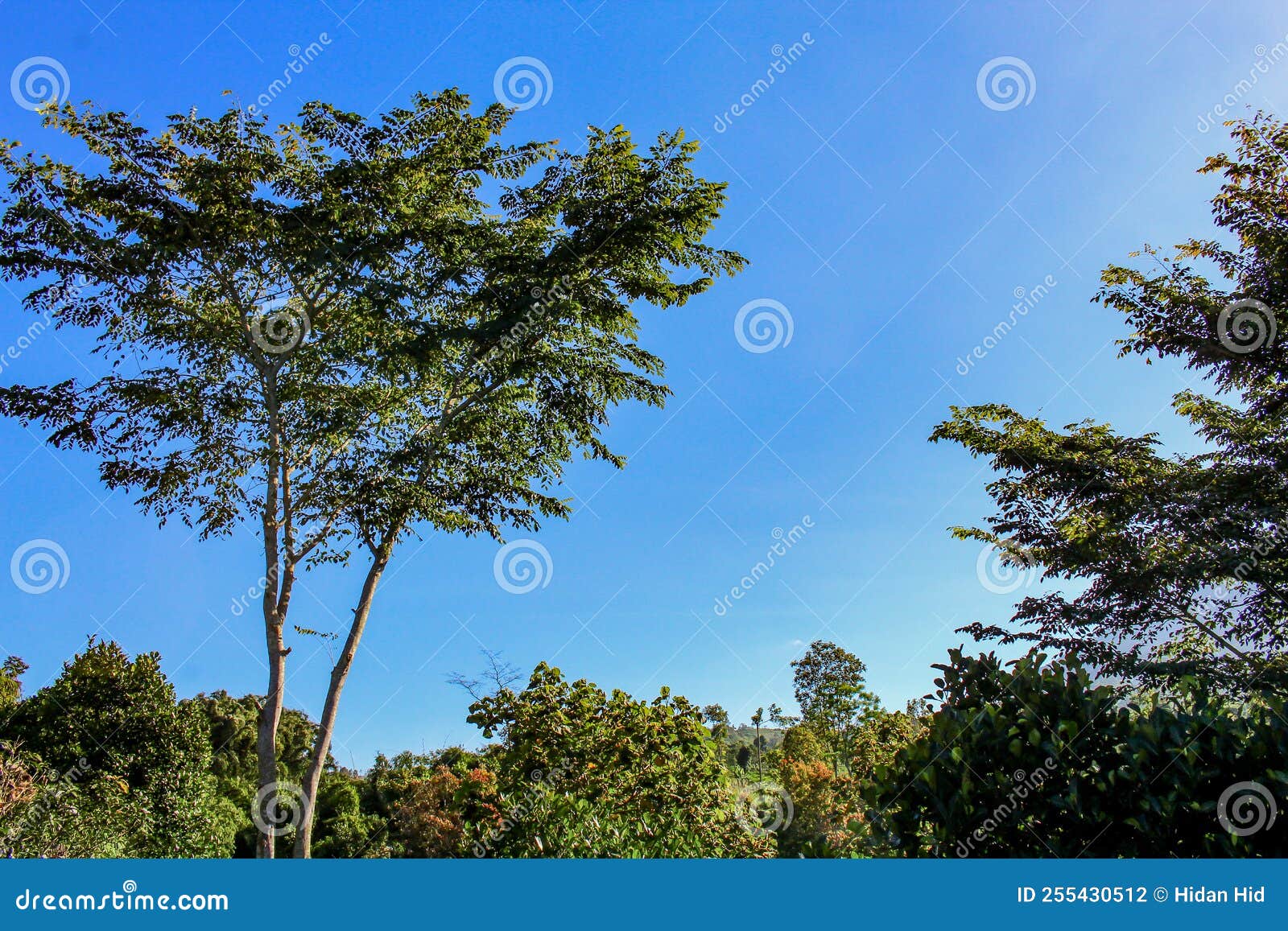 Tress with Blue Sky in the Background Stock Photo - Image of tree ...