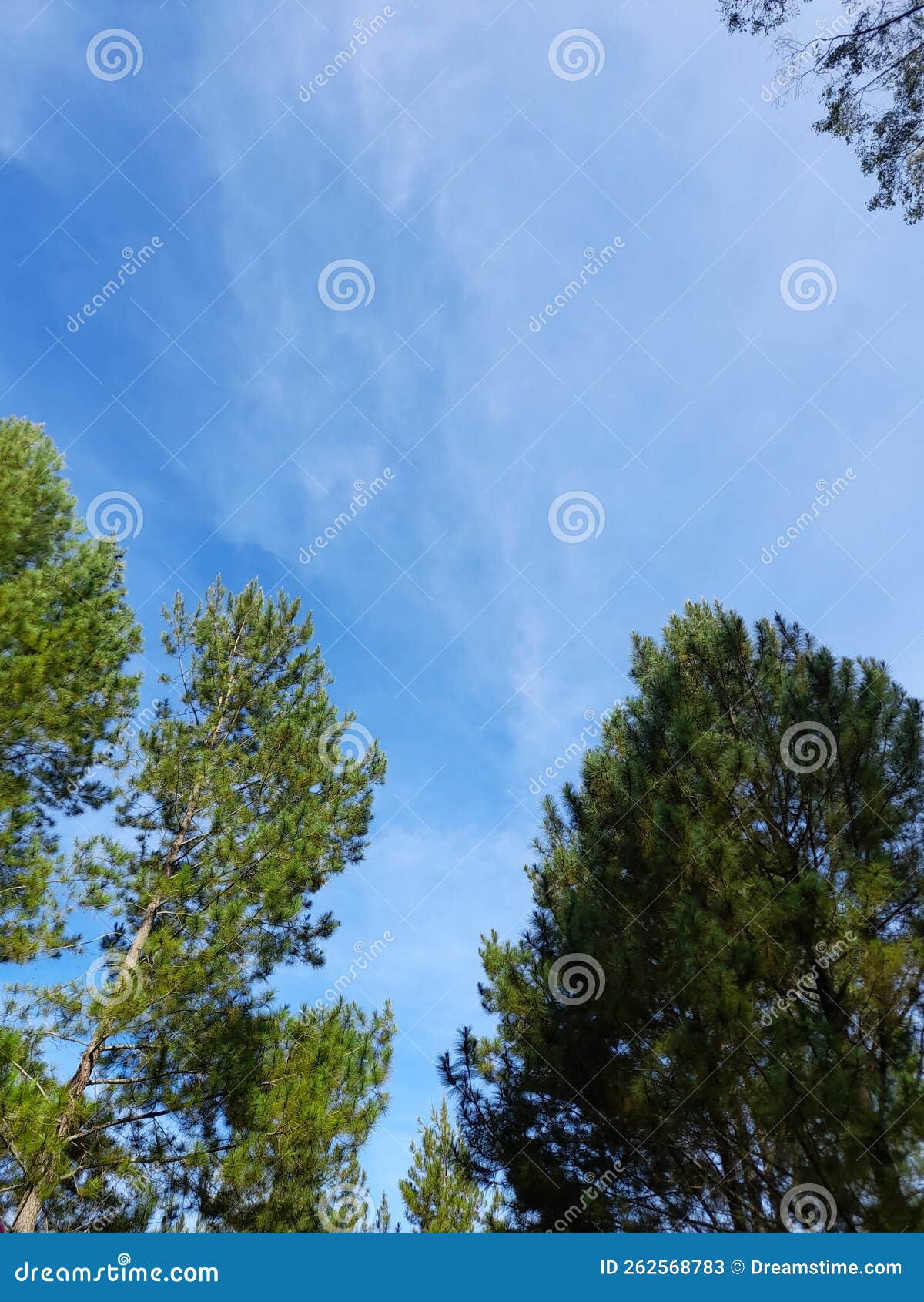Tress and Blue Sky on Highland Stock Image - Image of flower, blue ...