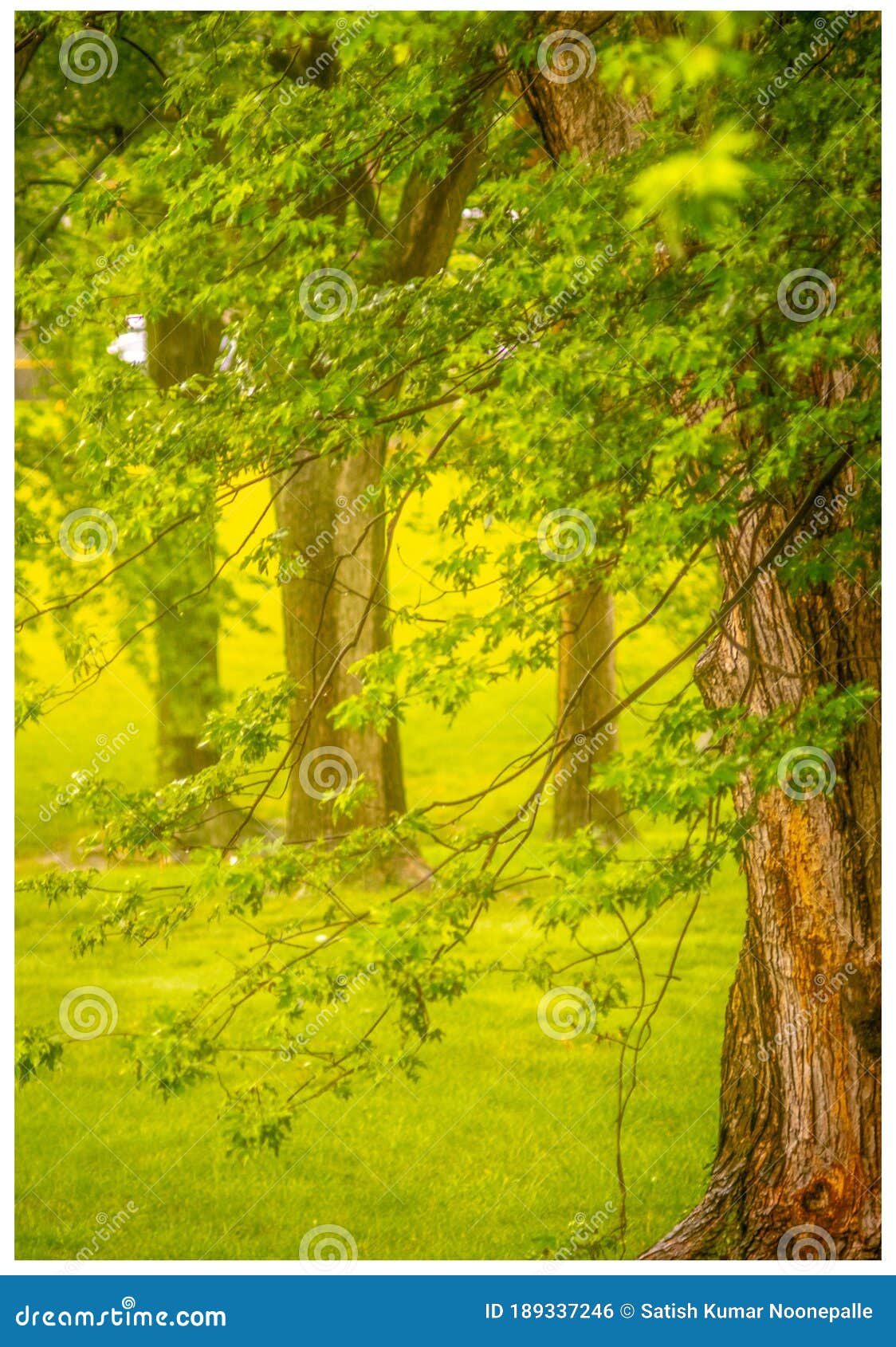 Trees and Branches Rustling in Wind and Rain Stock Photo - Image of ...