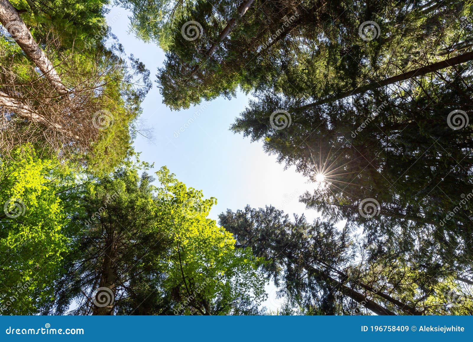Tress in Forest Wide Angle Landscape in Autumn Stock Image - Image of ...