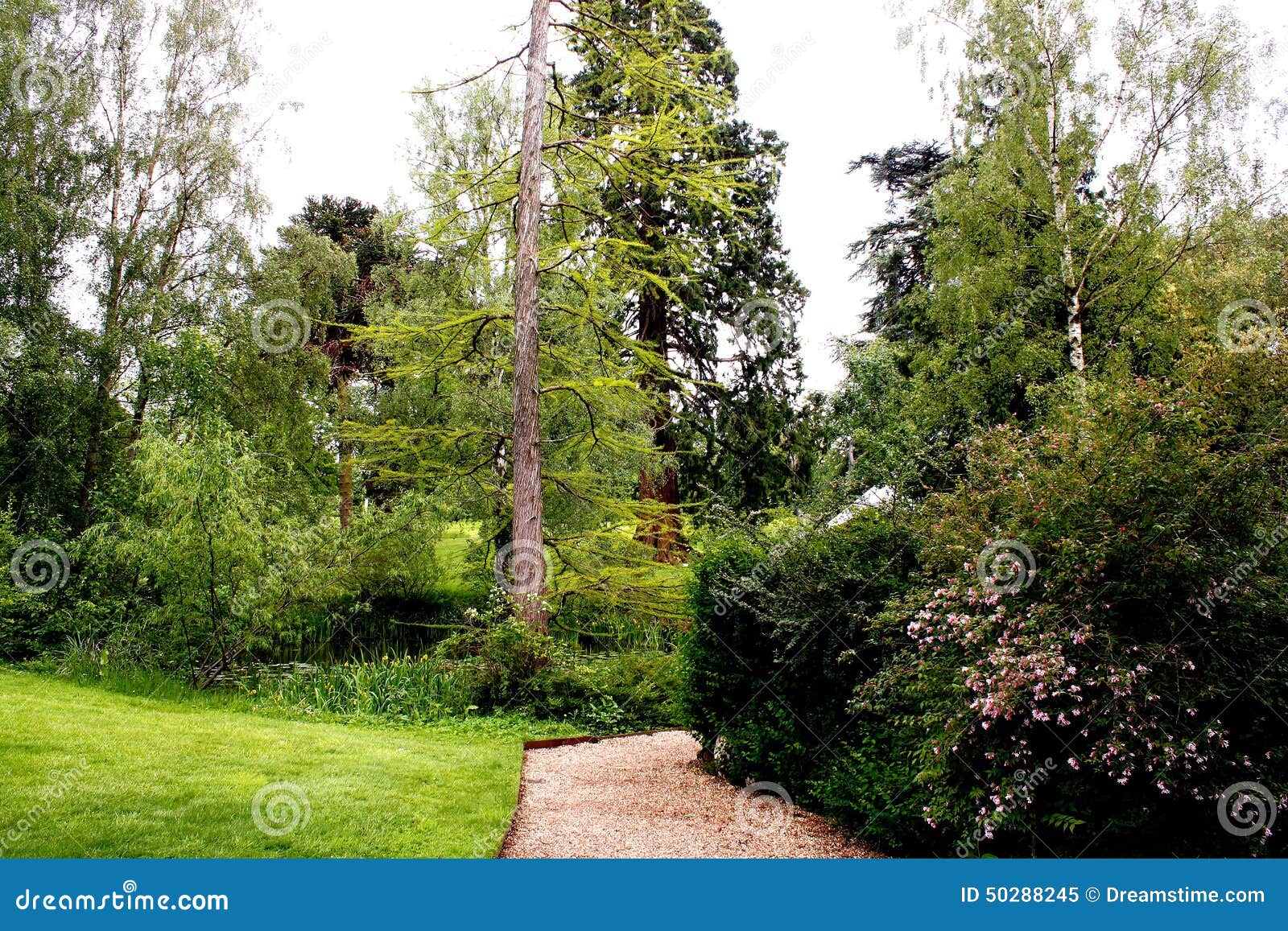 Tress in the garden stock image. Image of green, flowers - 50288245
