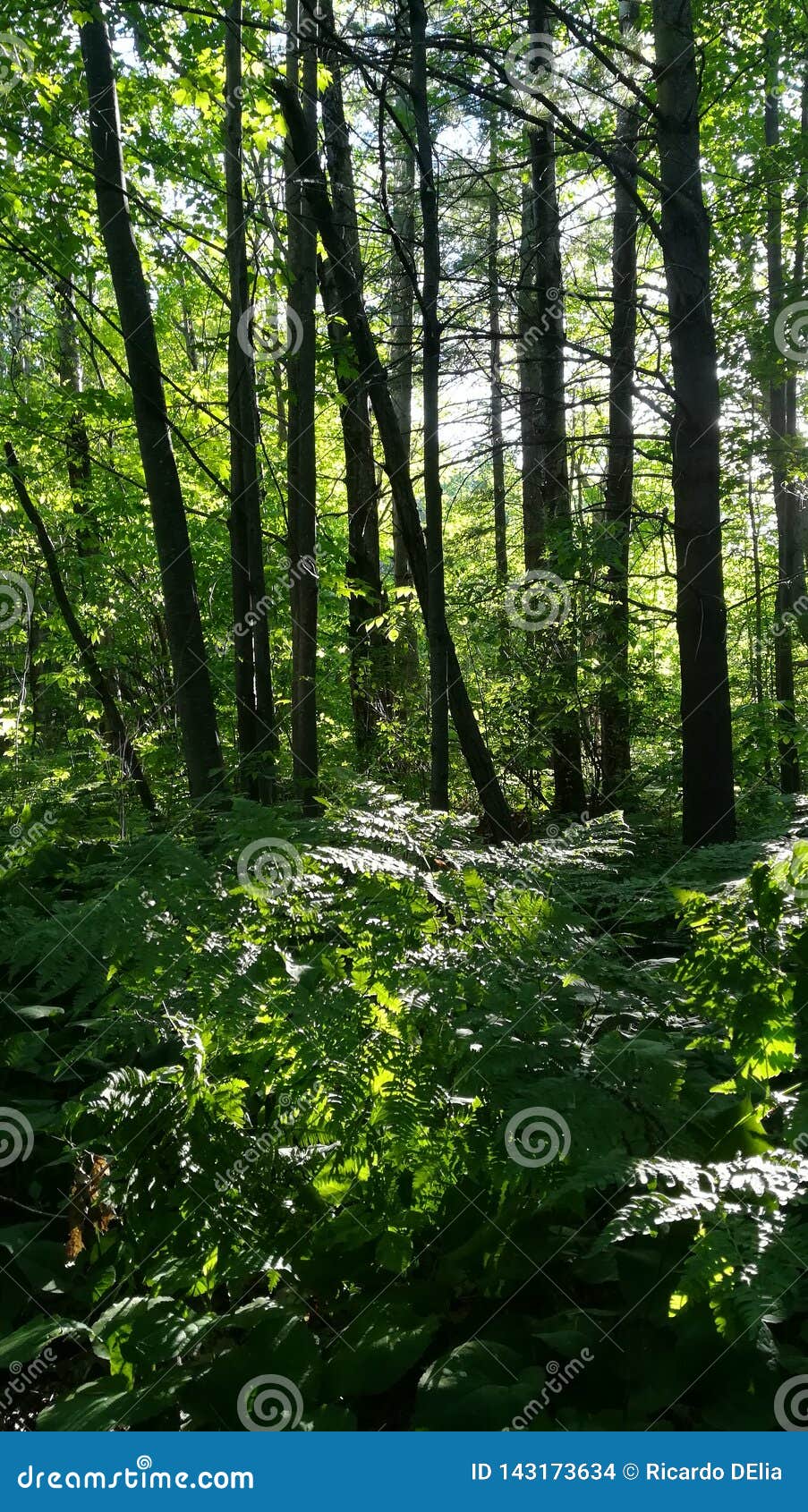 Tress and Green Forest Beautiful Nature Stock Photo - Image of green ...
