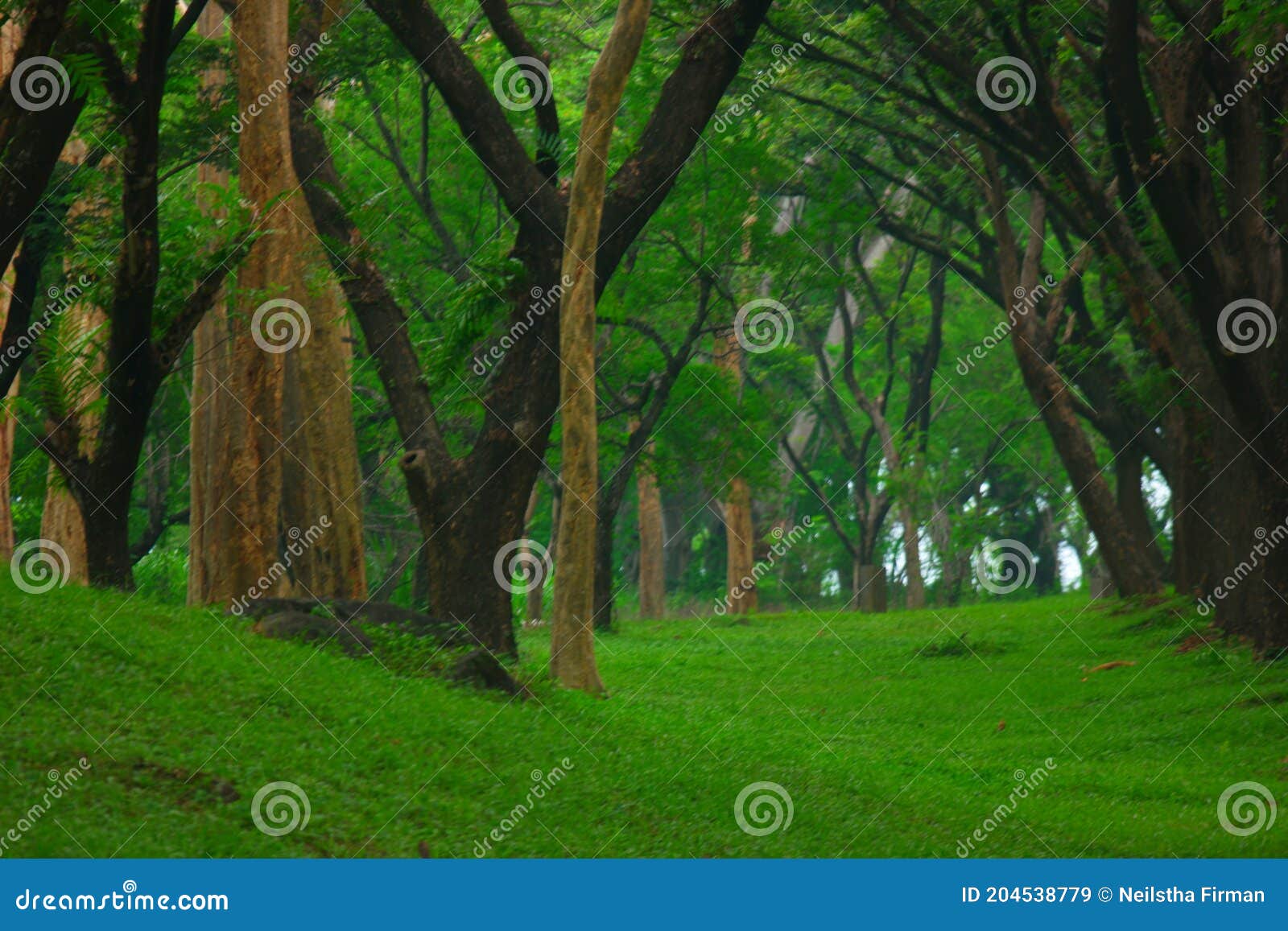 Tress on the green grass stock image. Image of scenic - 204538779