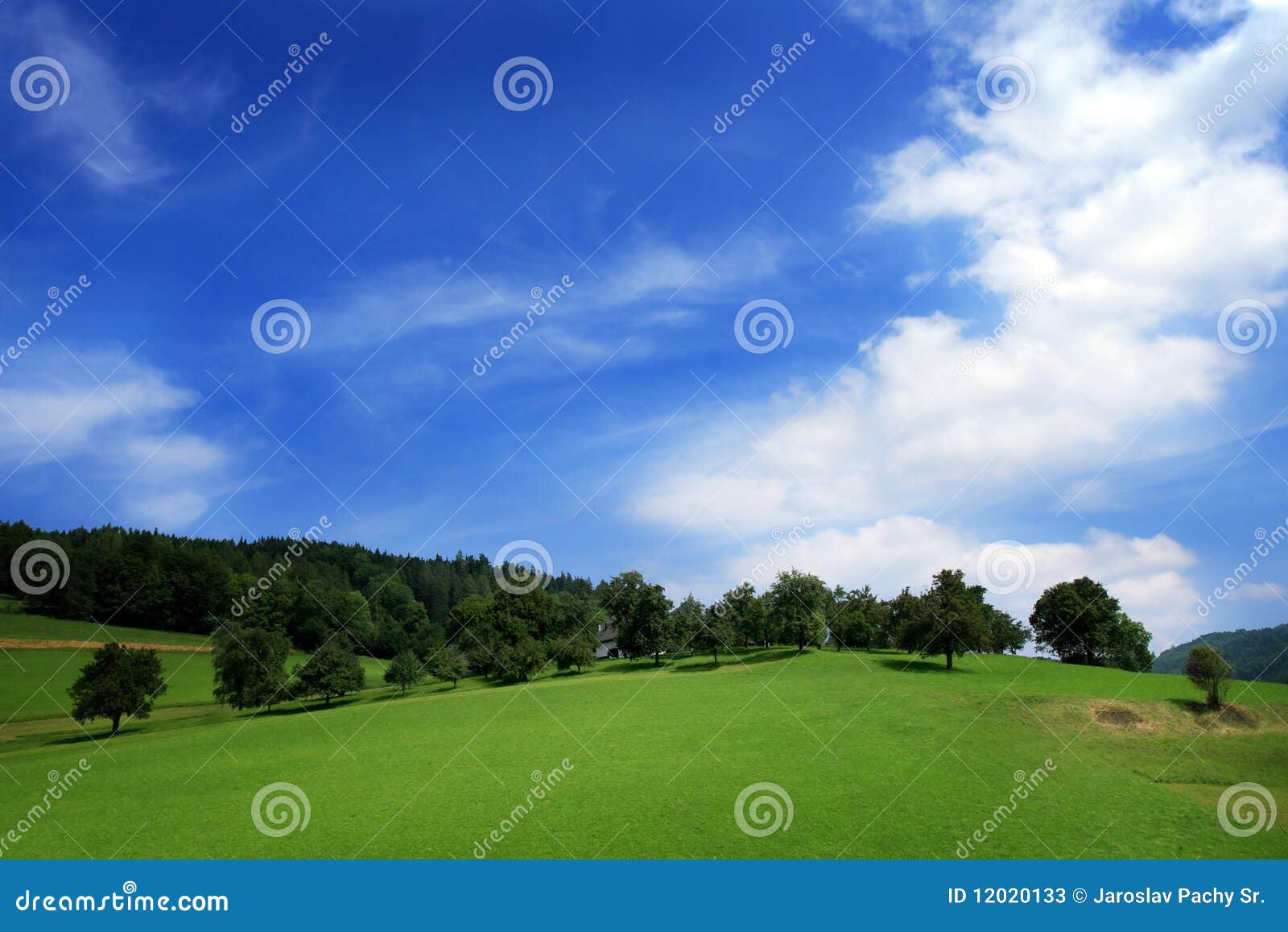 Tress on the hill stock image. Image of forest, clear - 12020133