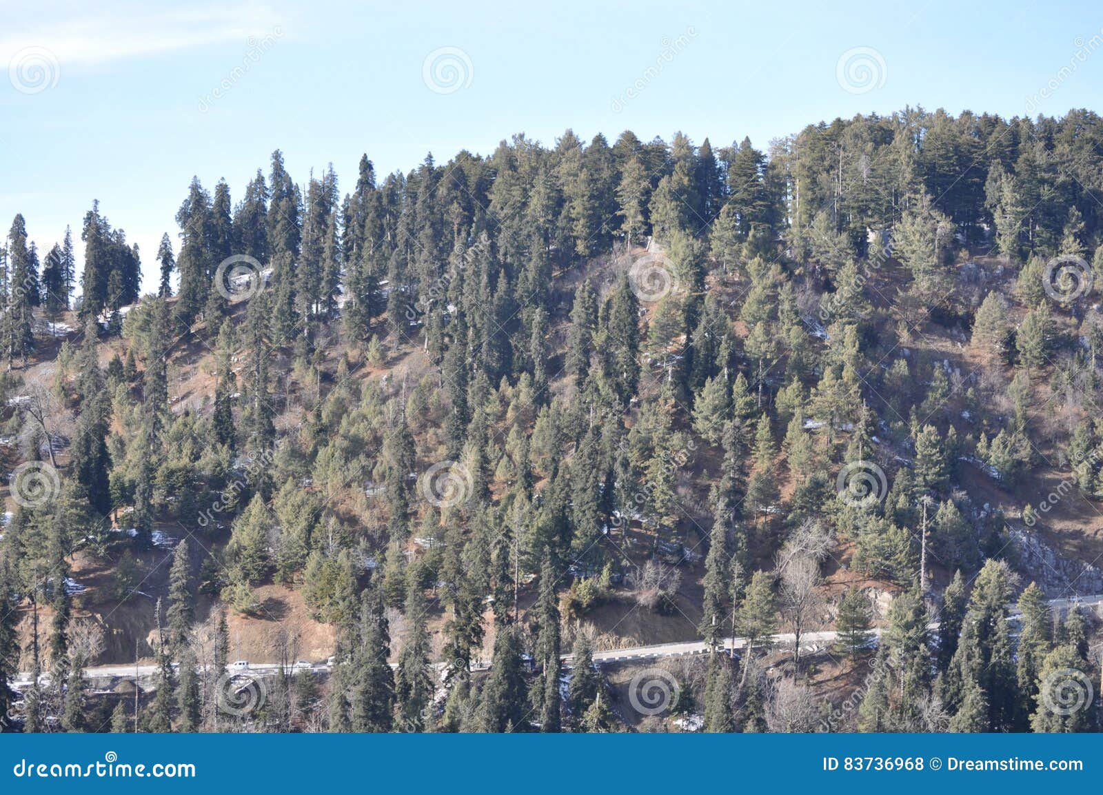 Tress on hill stock photo. Image of mountain, nature - 83736968