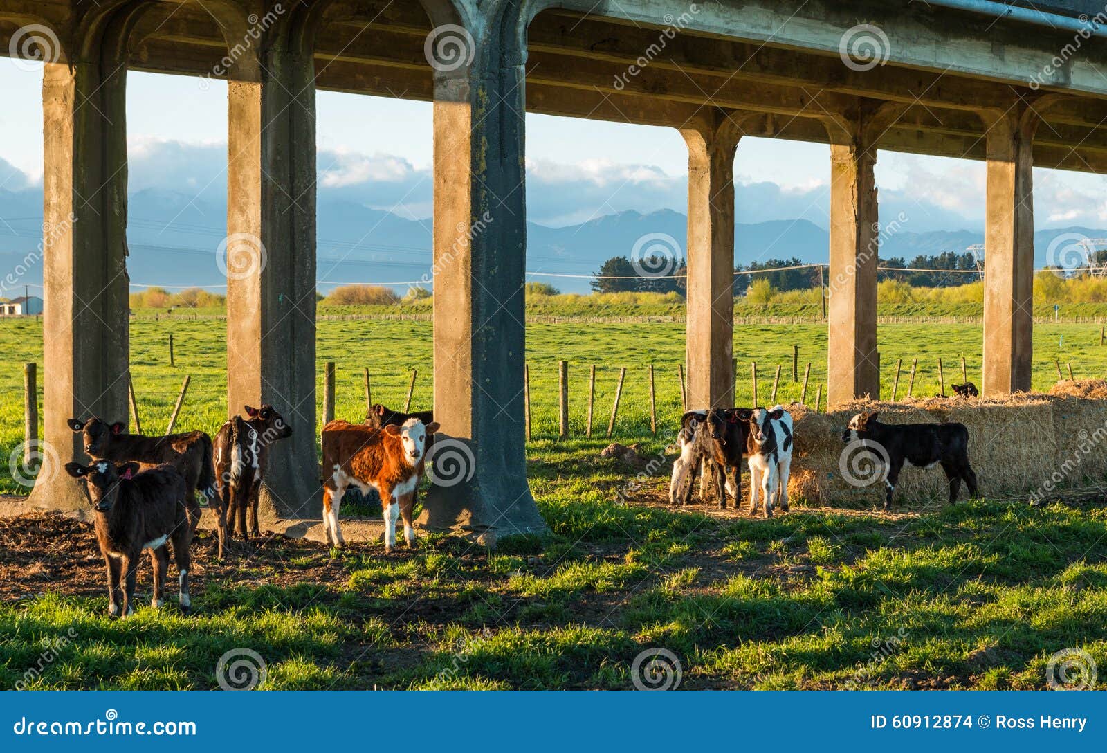 Trestle Bridge Calves stock photo. Image of cattle, bridge - 60912874