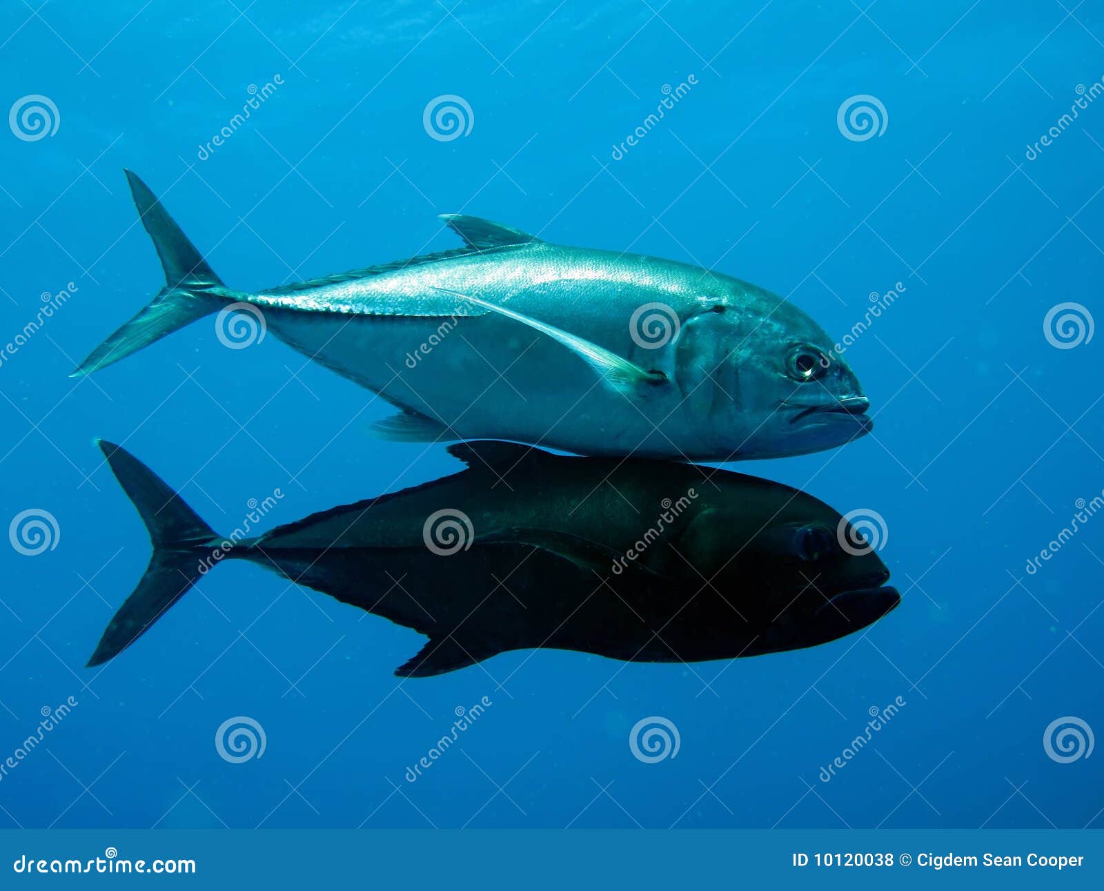 Trevally stock photo. Image of nature, clear, tropical - 10120038