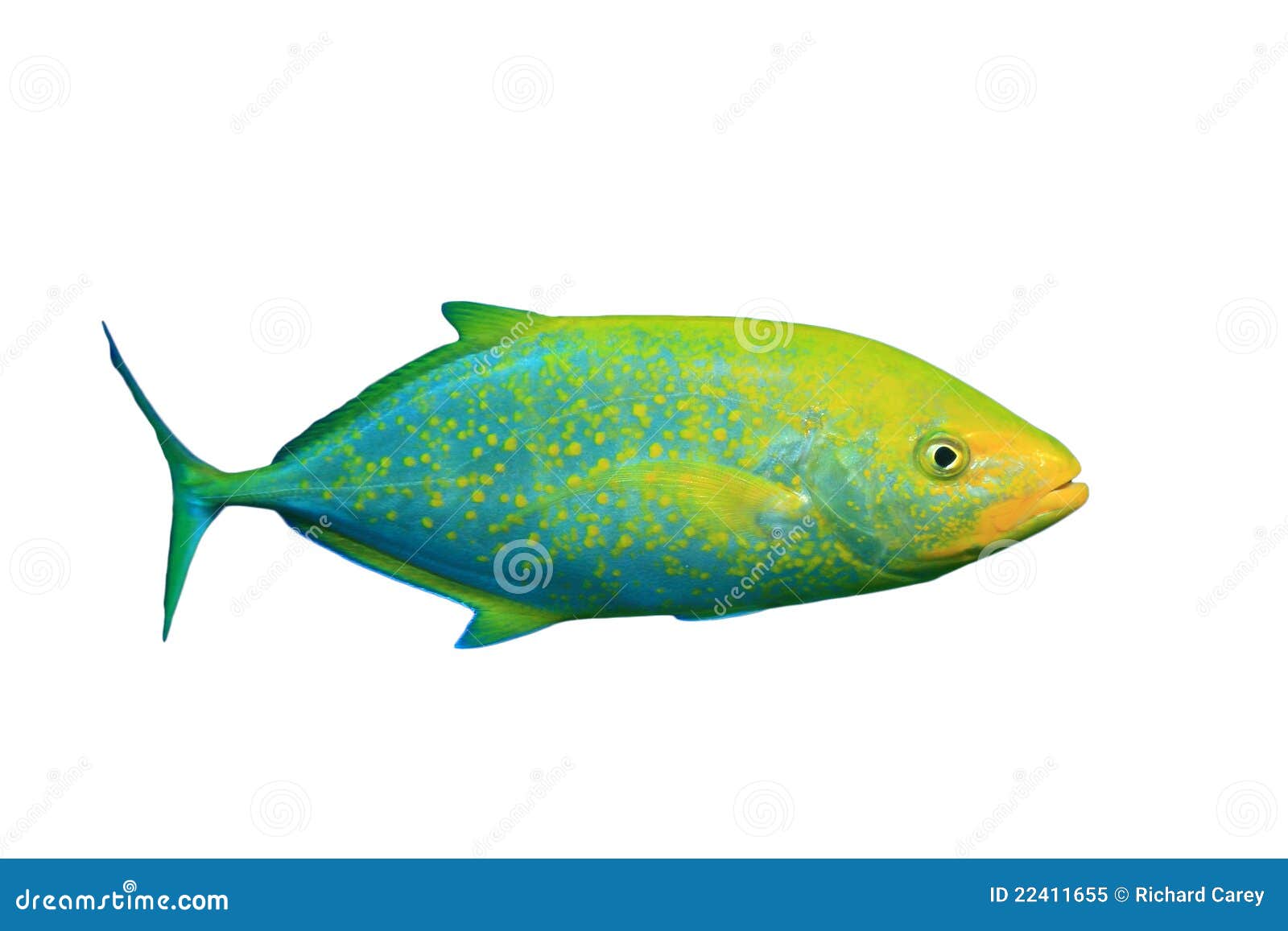 Trevally (Jack fish) stock image. Image of fish, yellow - 22411655