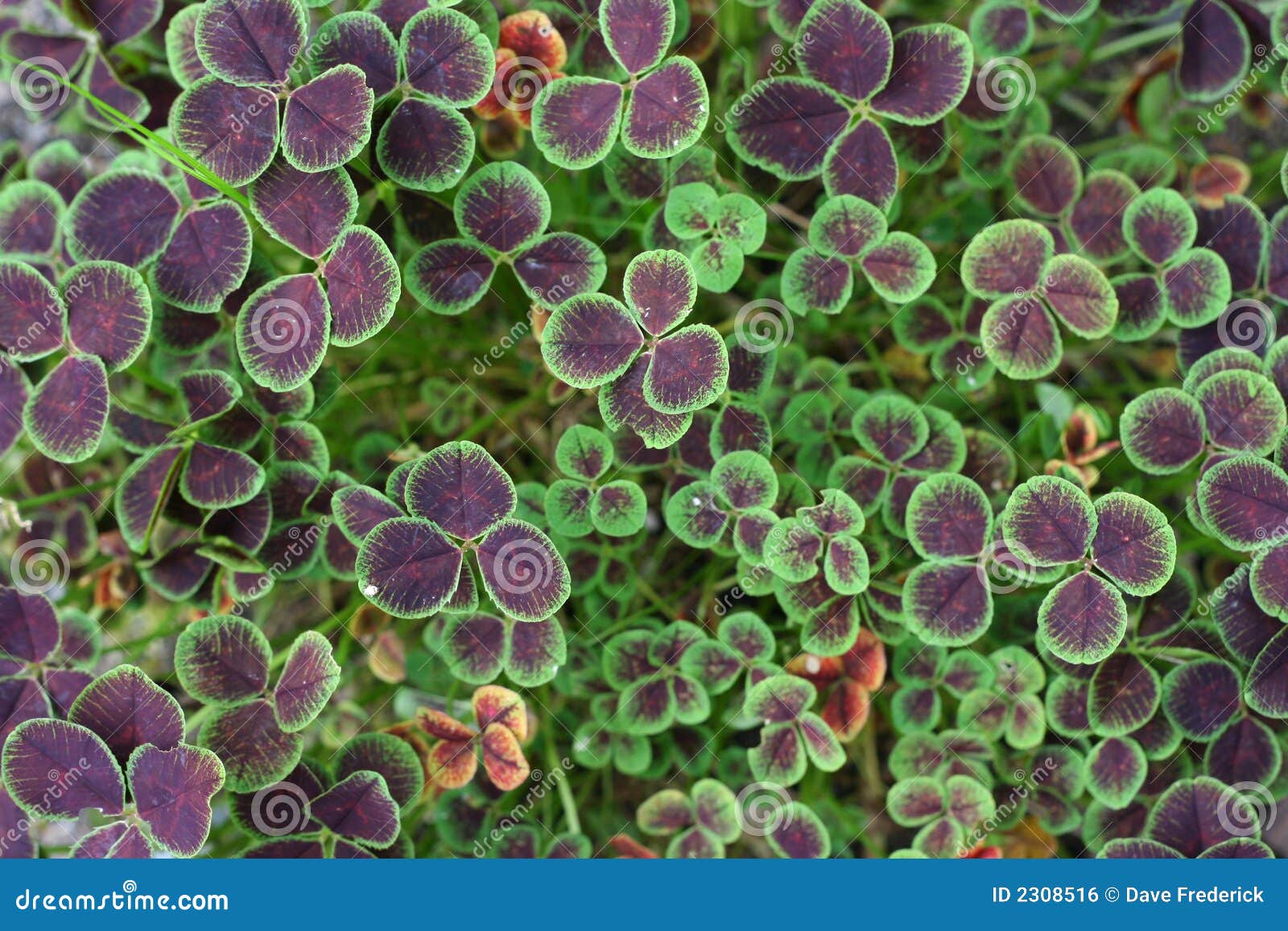 Trevo colorido foto de stock. Imagem de trevo, sorte, folhas - 2308516