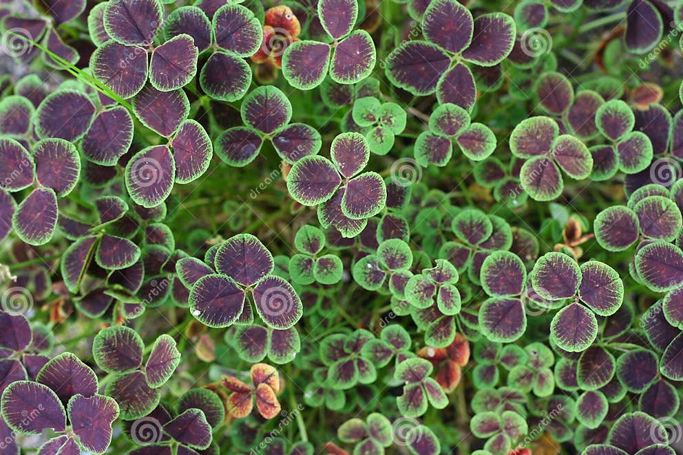 Trevo colorido foto de stock. Imagem de trevo, sorte, folhas - 2308516