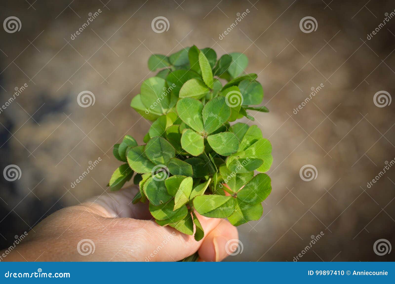 Trevo da sorte foto de stock. Imagem de buquê, escassez - 99897410